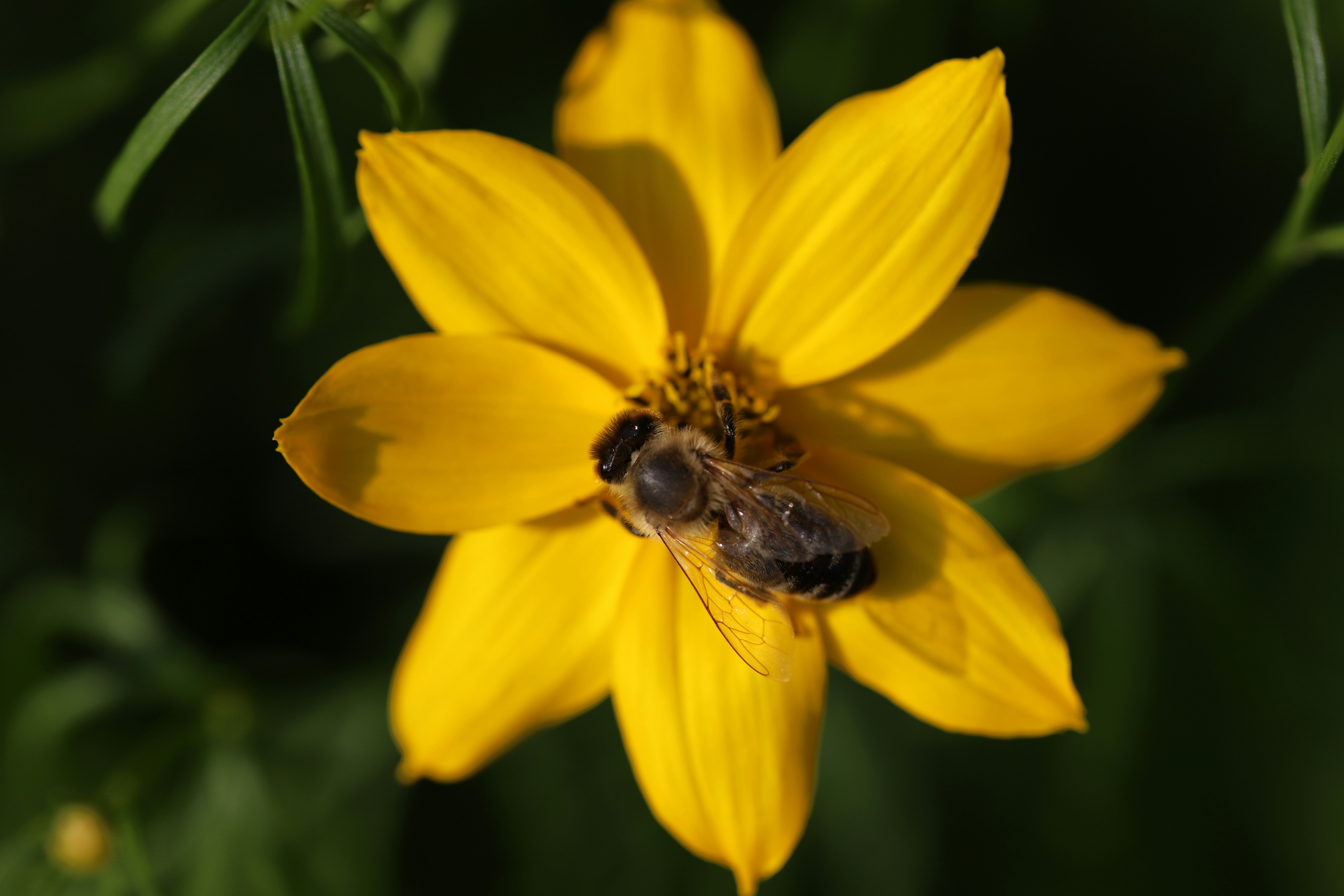 Bee collecting nectar from a vibrant yellow flower, showcasing the intricate relationship between pollinators and flora.