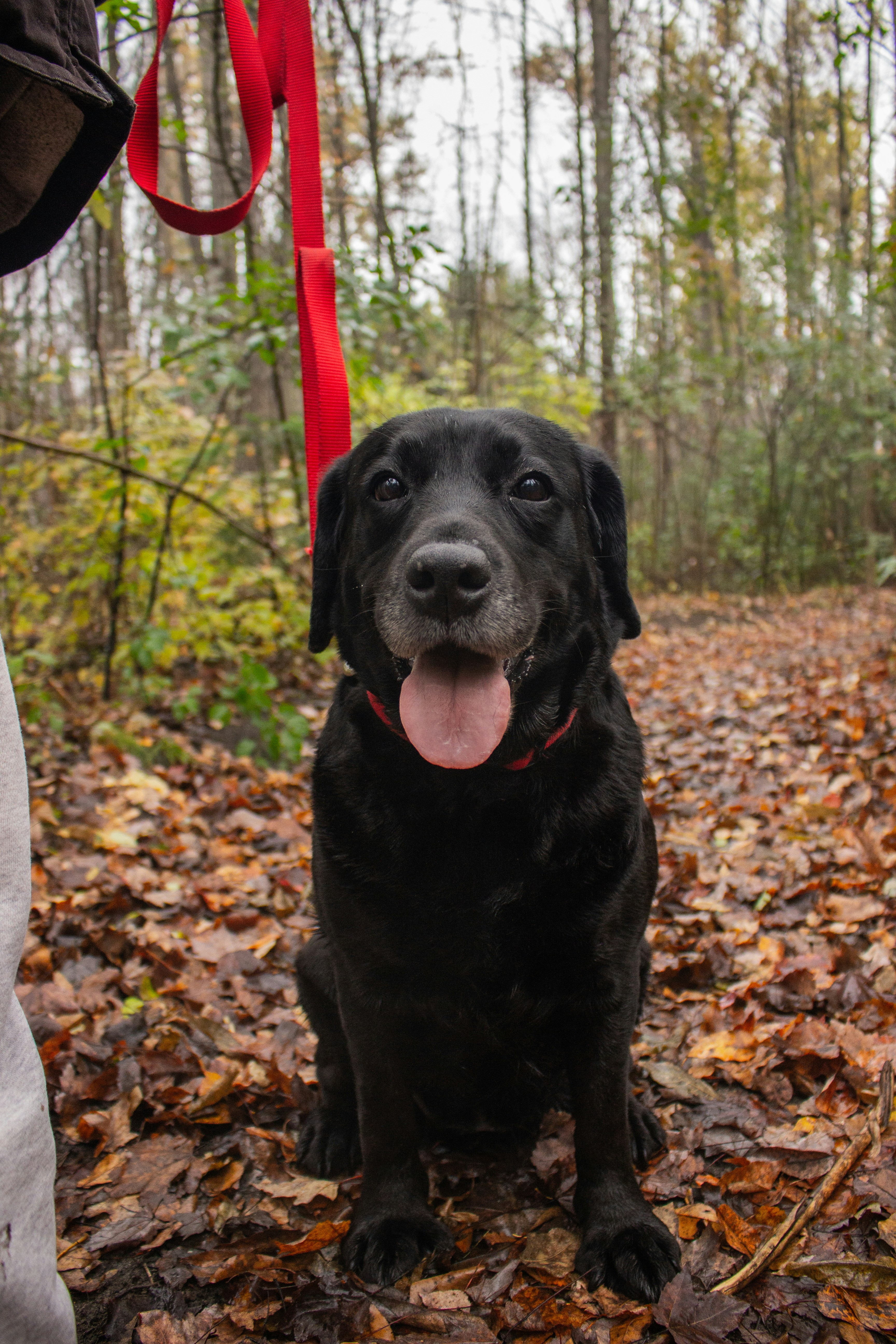 Bright-eyed Labrador in Autumn Trail Portrait