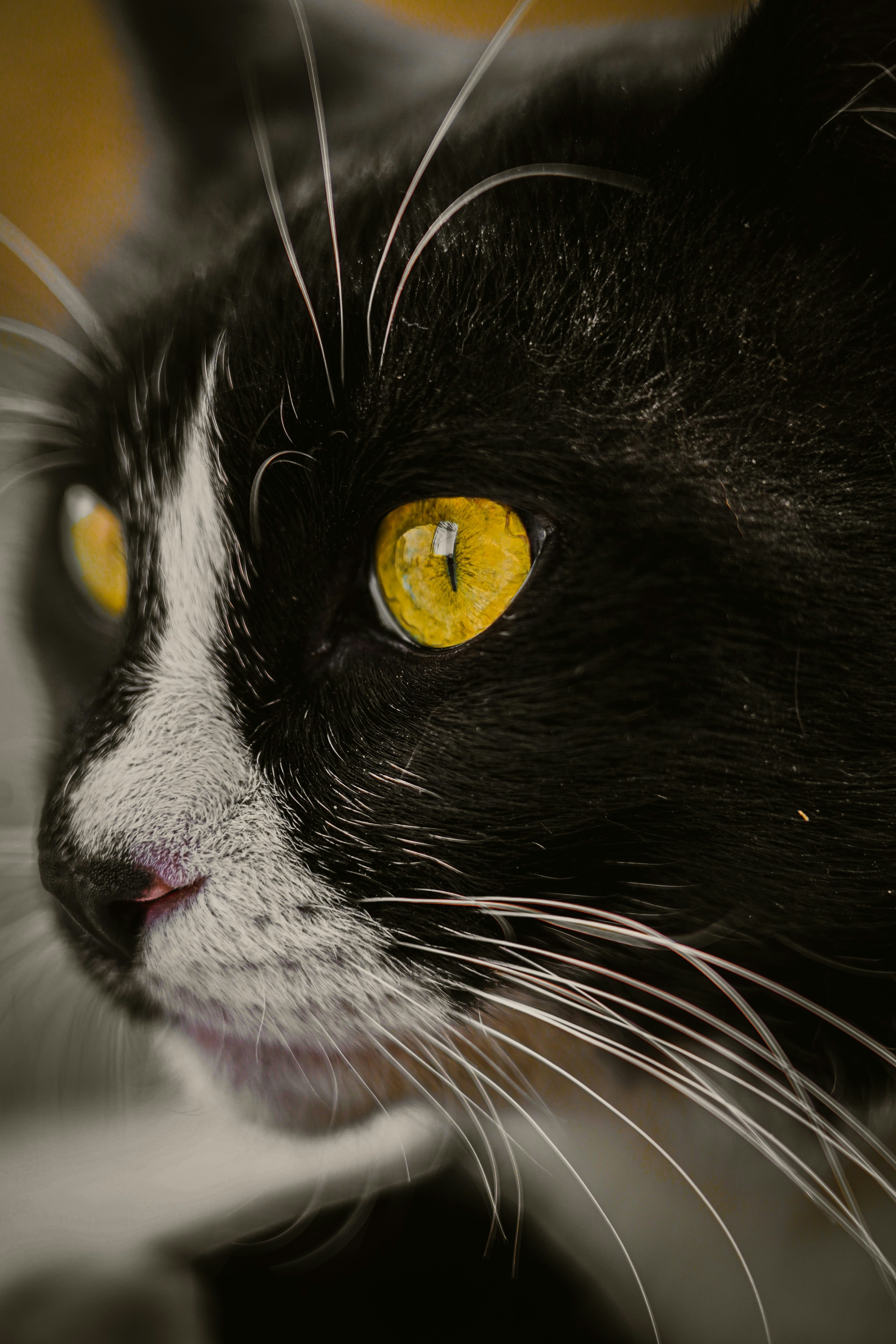 Amber Gaze in a Velvet Coat: a close-up of a tuxedo cat