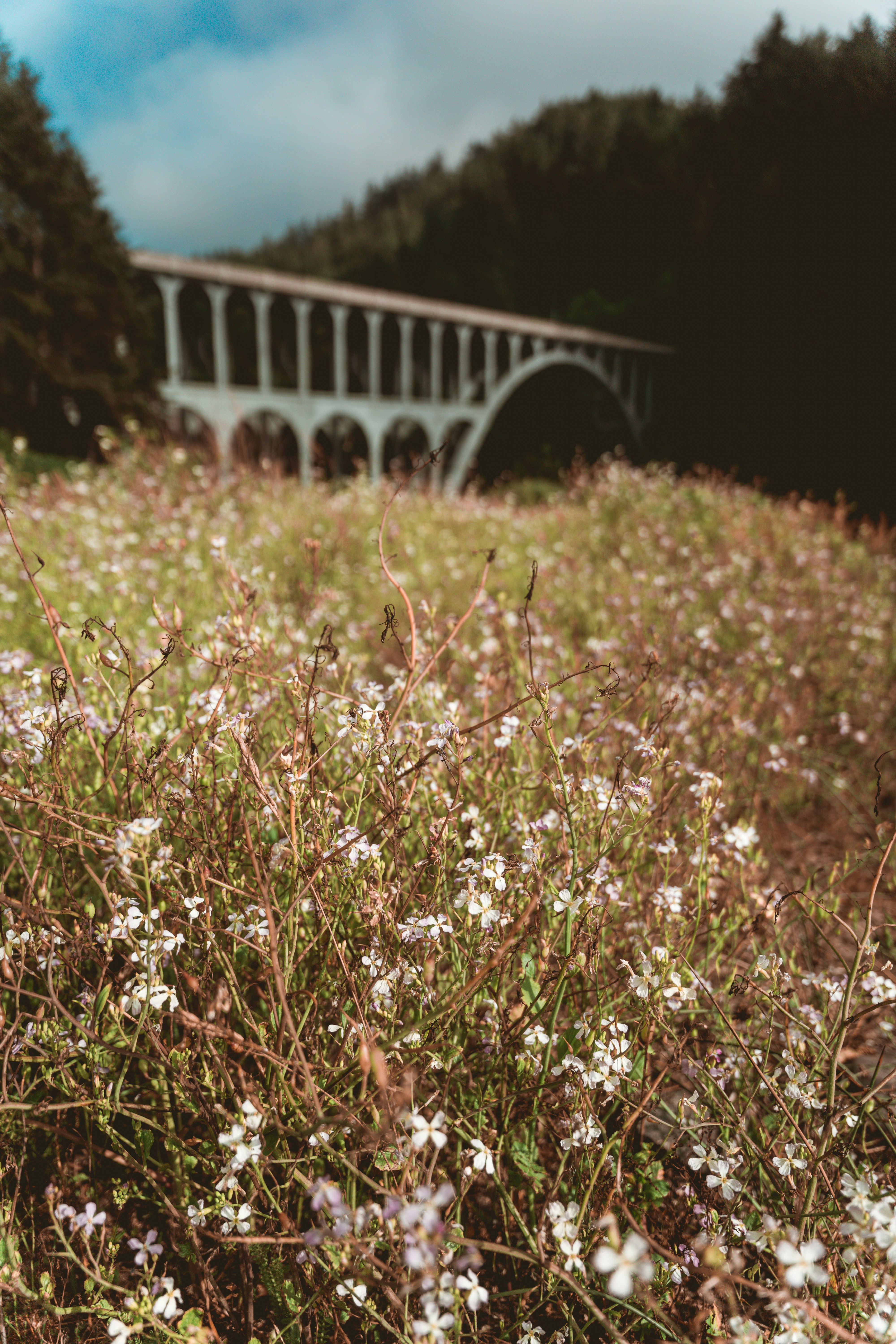 Blossoms and an Arc: Field of Wildflowers Framing a Historic Bridge