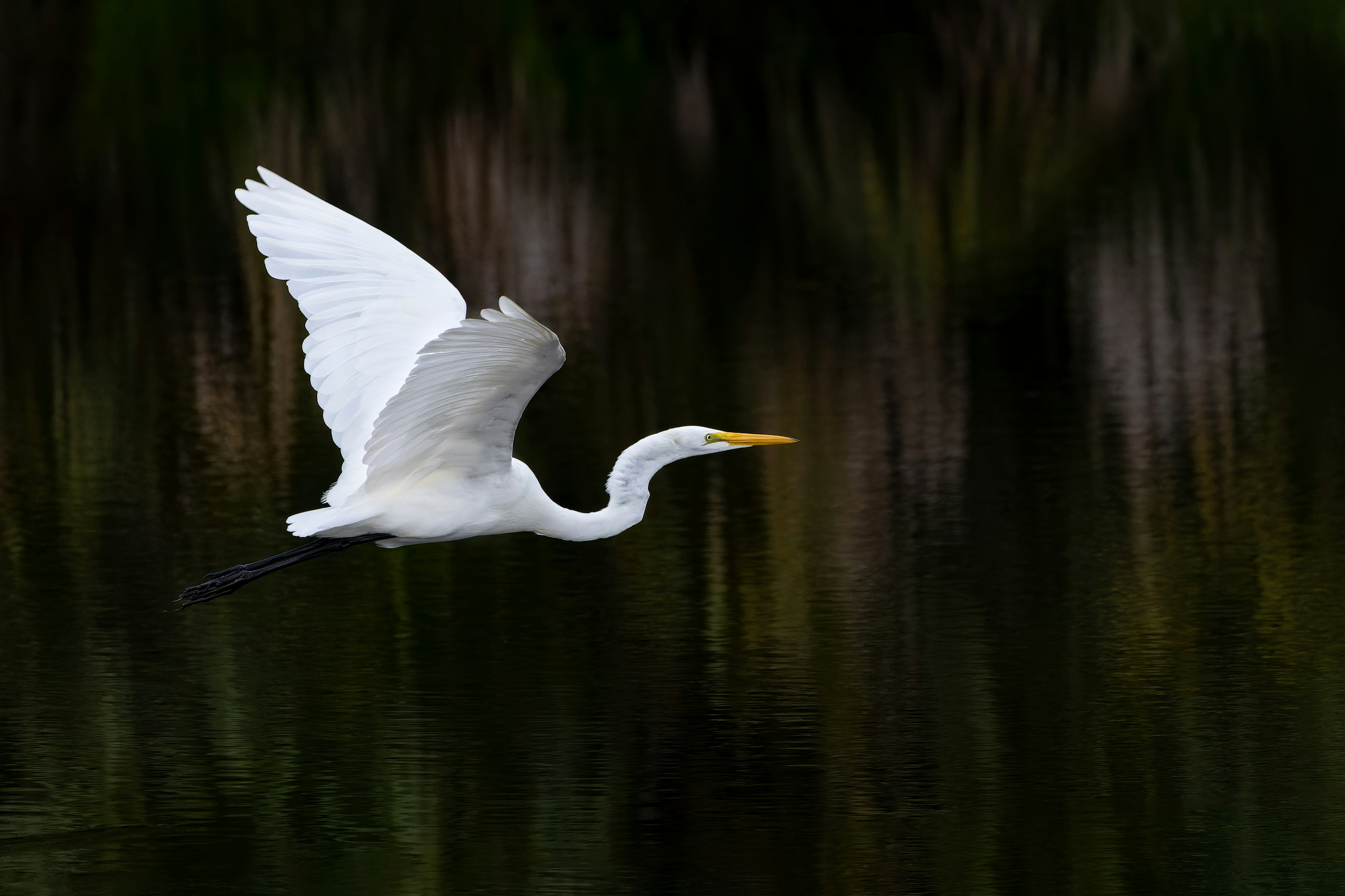 White bird flying over the lake during daytime photo – Free Birds Image ...