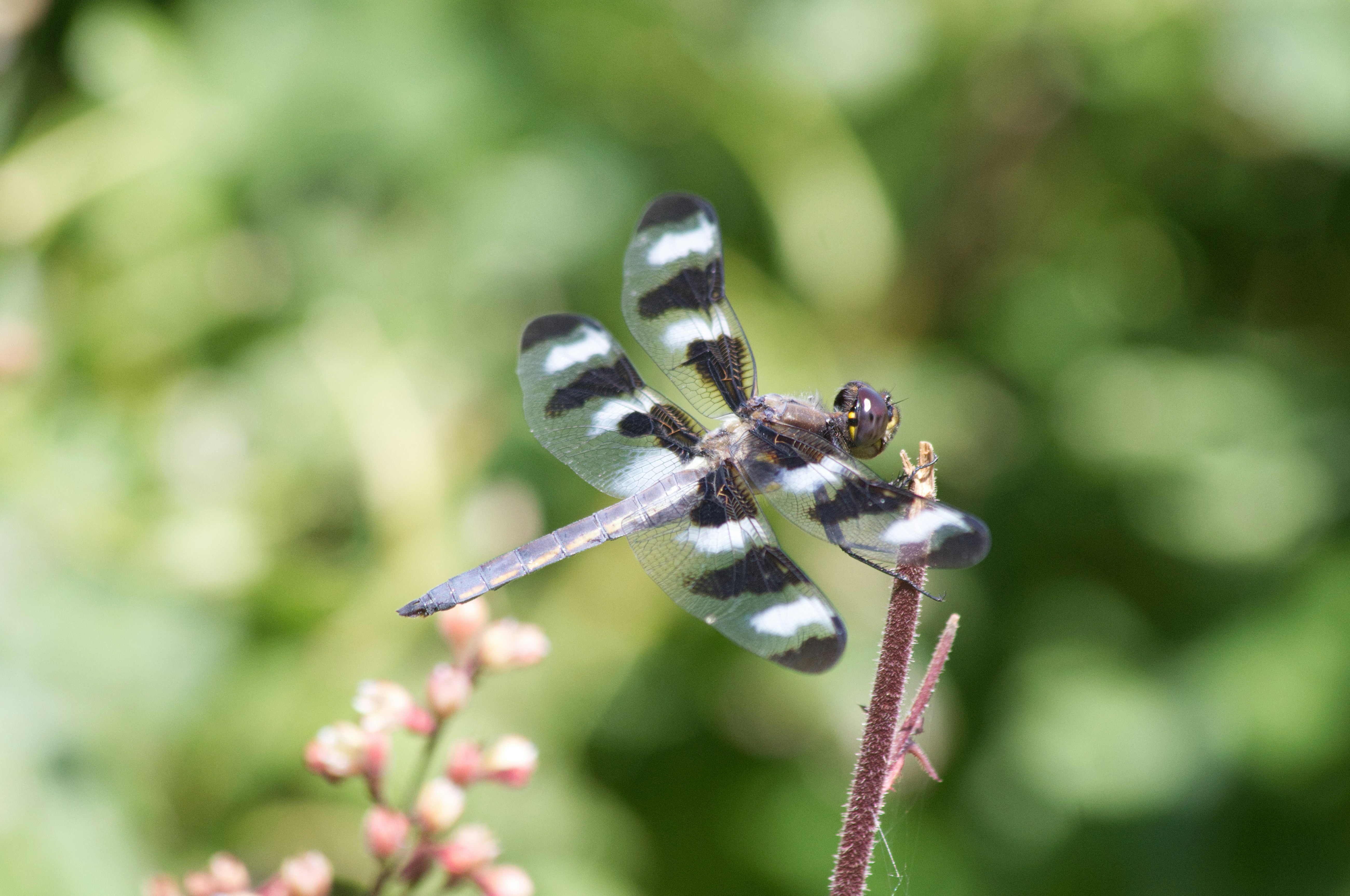 Stripe-winged Dragonfly on a Velvet Stem in Dappled Garden Light