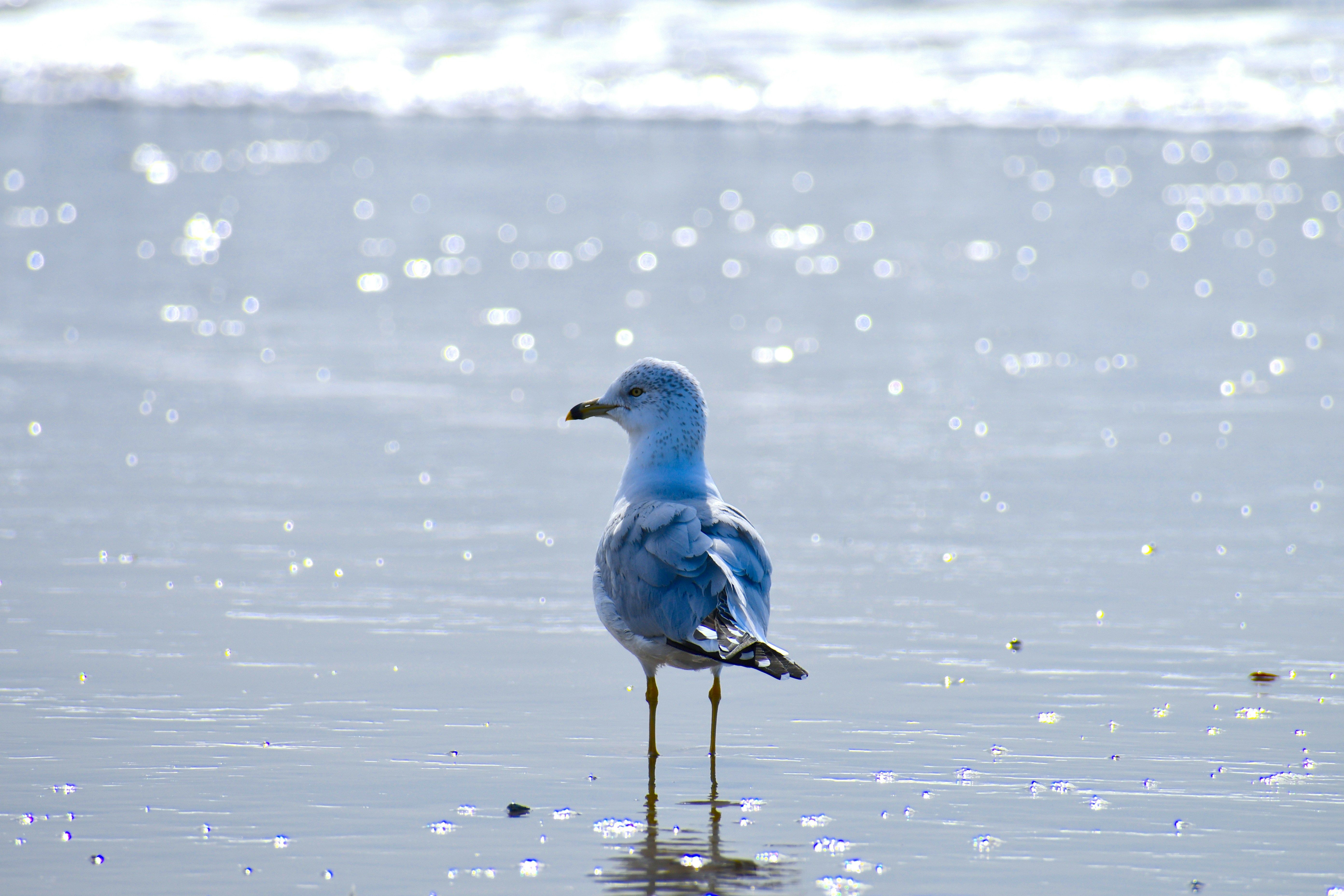 Azure Sentinel in the Quiet Tide