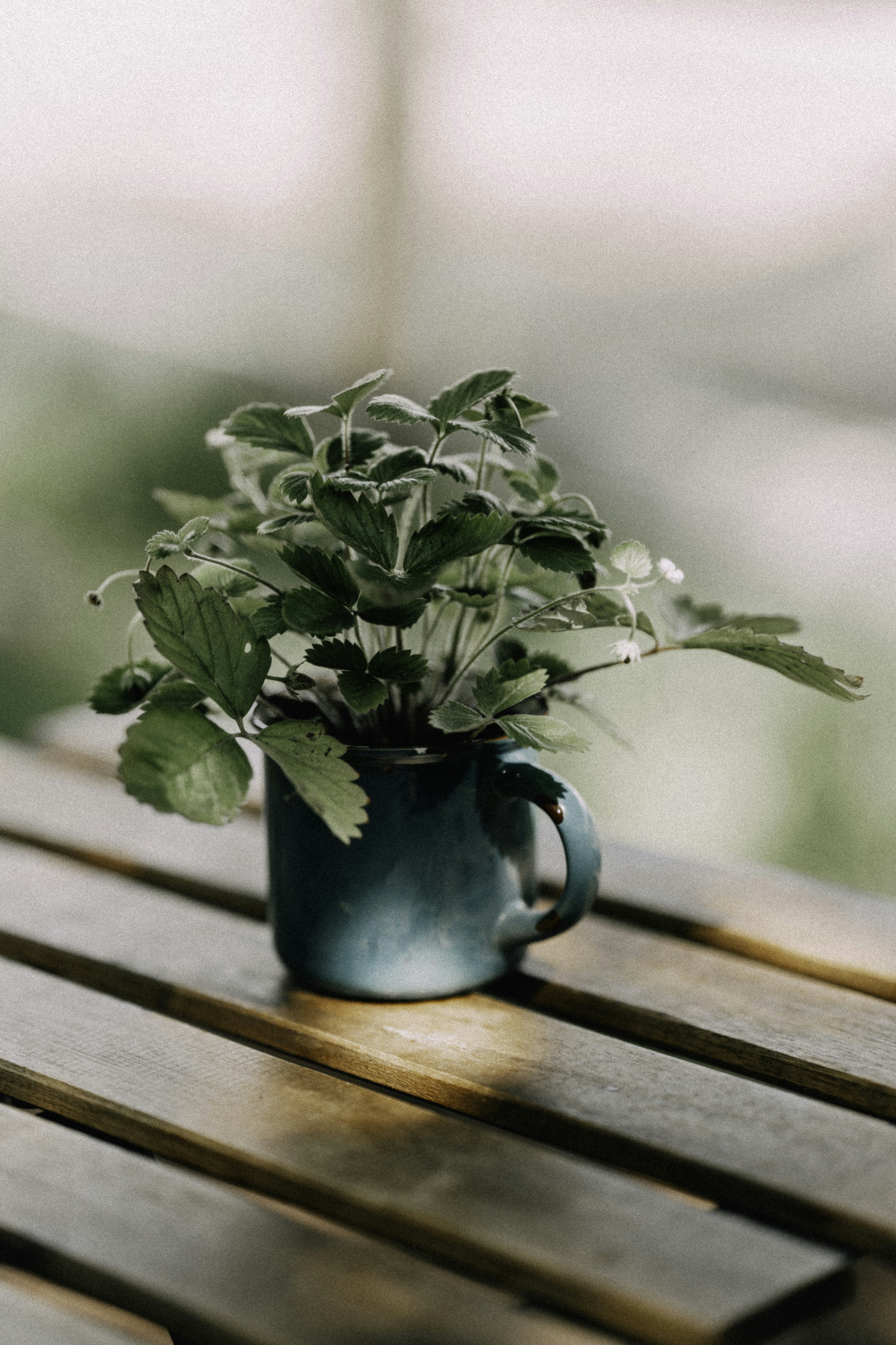 Teal Mug Blossoms: A Quiet Plant Moment on Slatted Wood