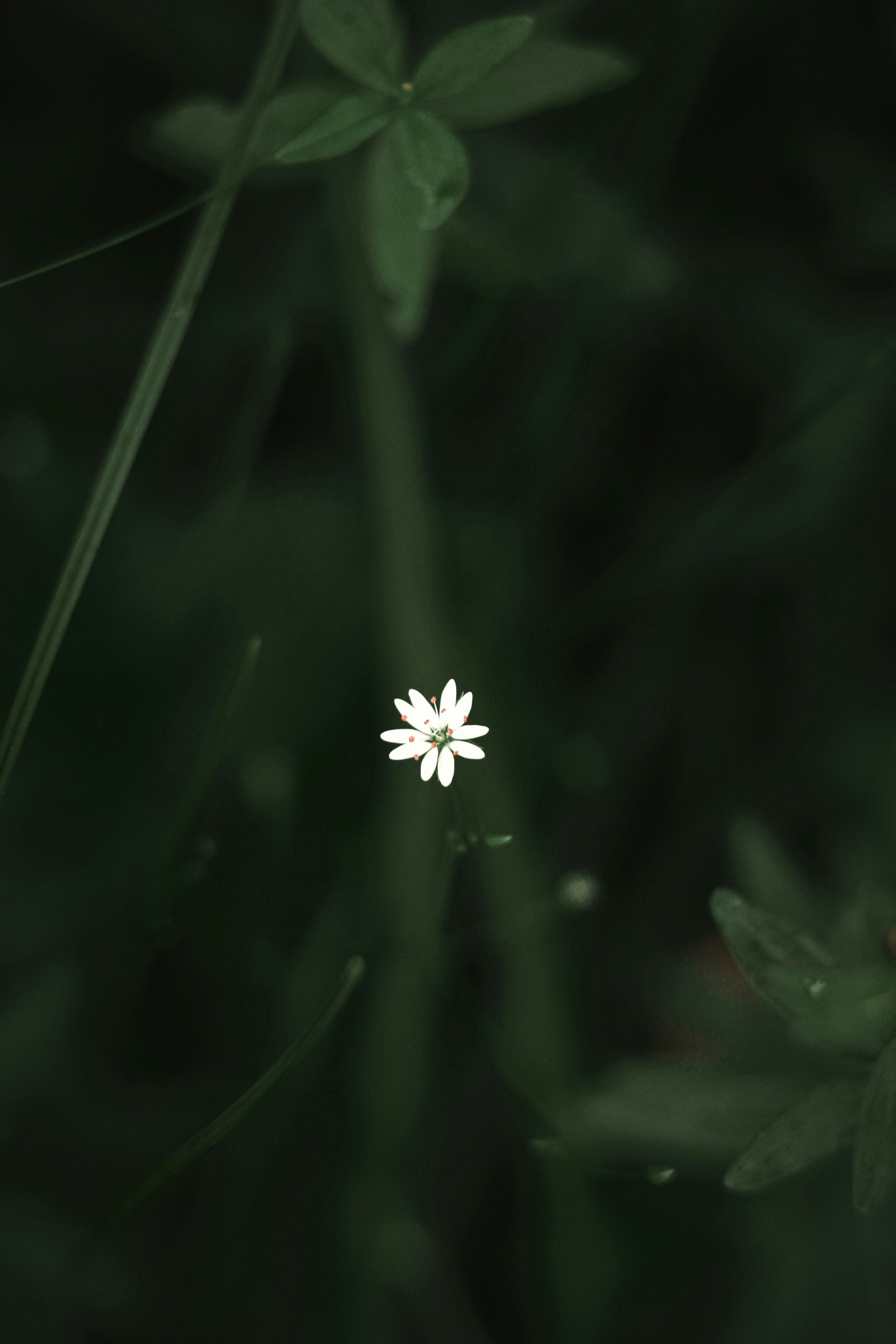 Lone White Blossom in Velvet Green Shadows