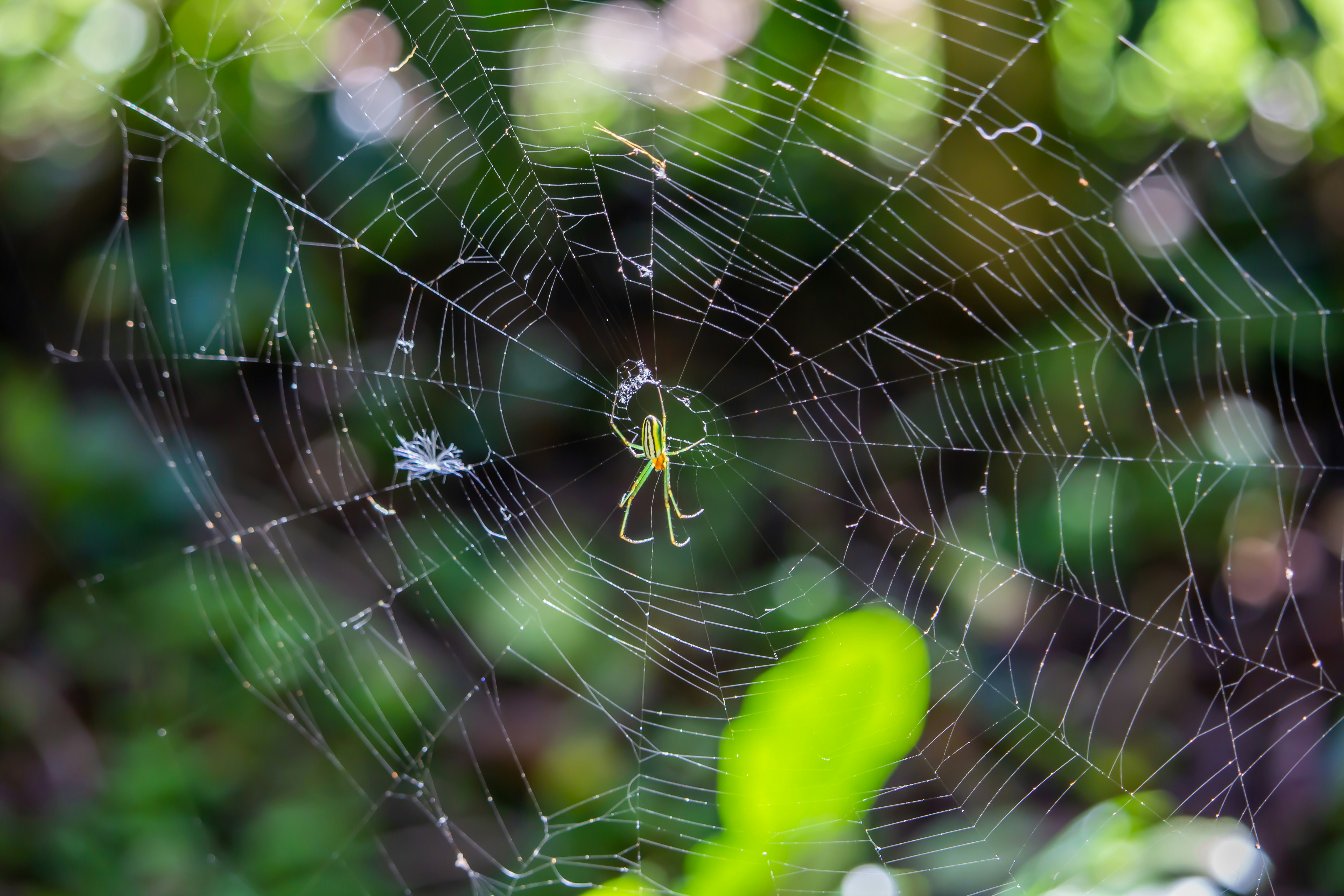 A vibrant green spider rests at the center of its meticulously woven web, surrounded by a lush backdrop of greenery.