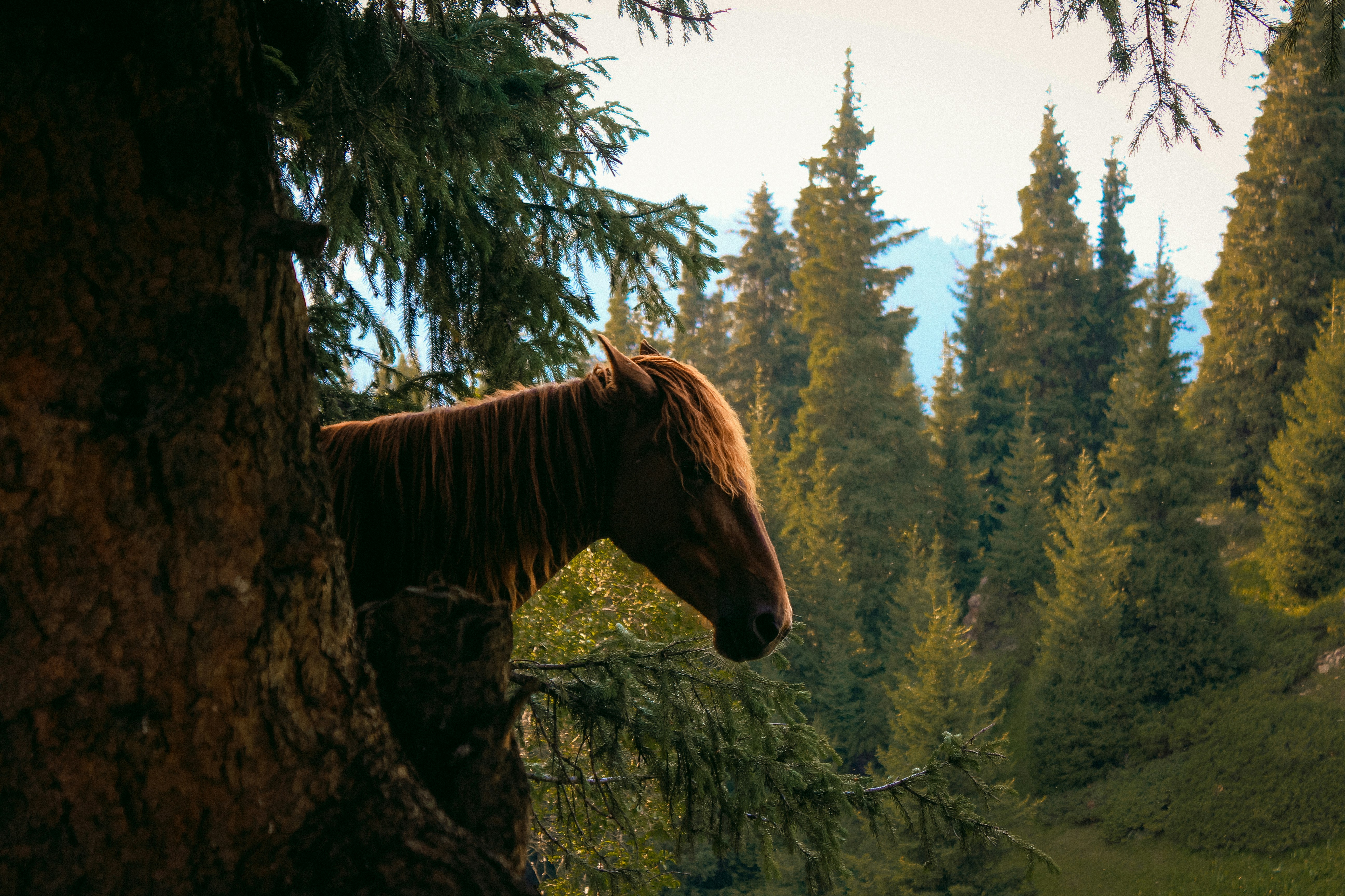 Mare at the Edge: A Quiet Gaze from the Shadowed Pines