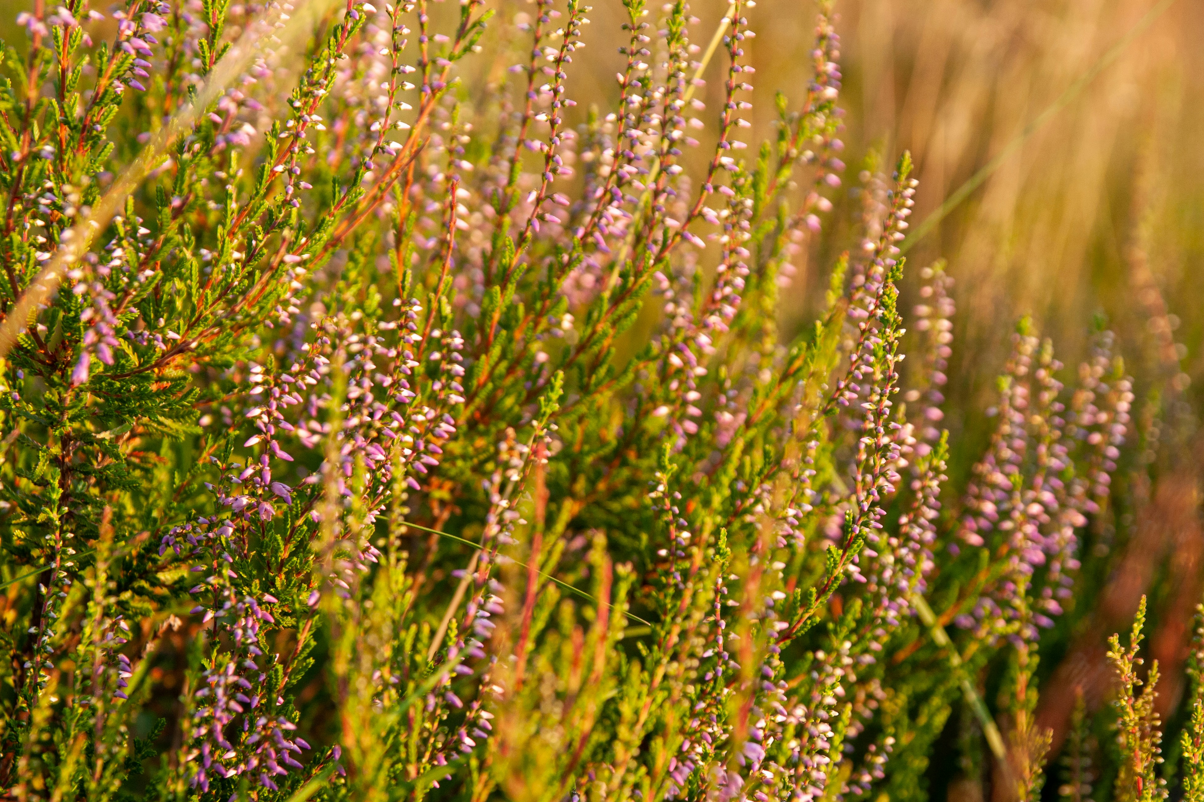 Delicate purple wildflowers sway gently in a sunlit meadow, surrounded by lush green foliage. The scene captures the essence of nature's tranquility.