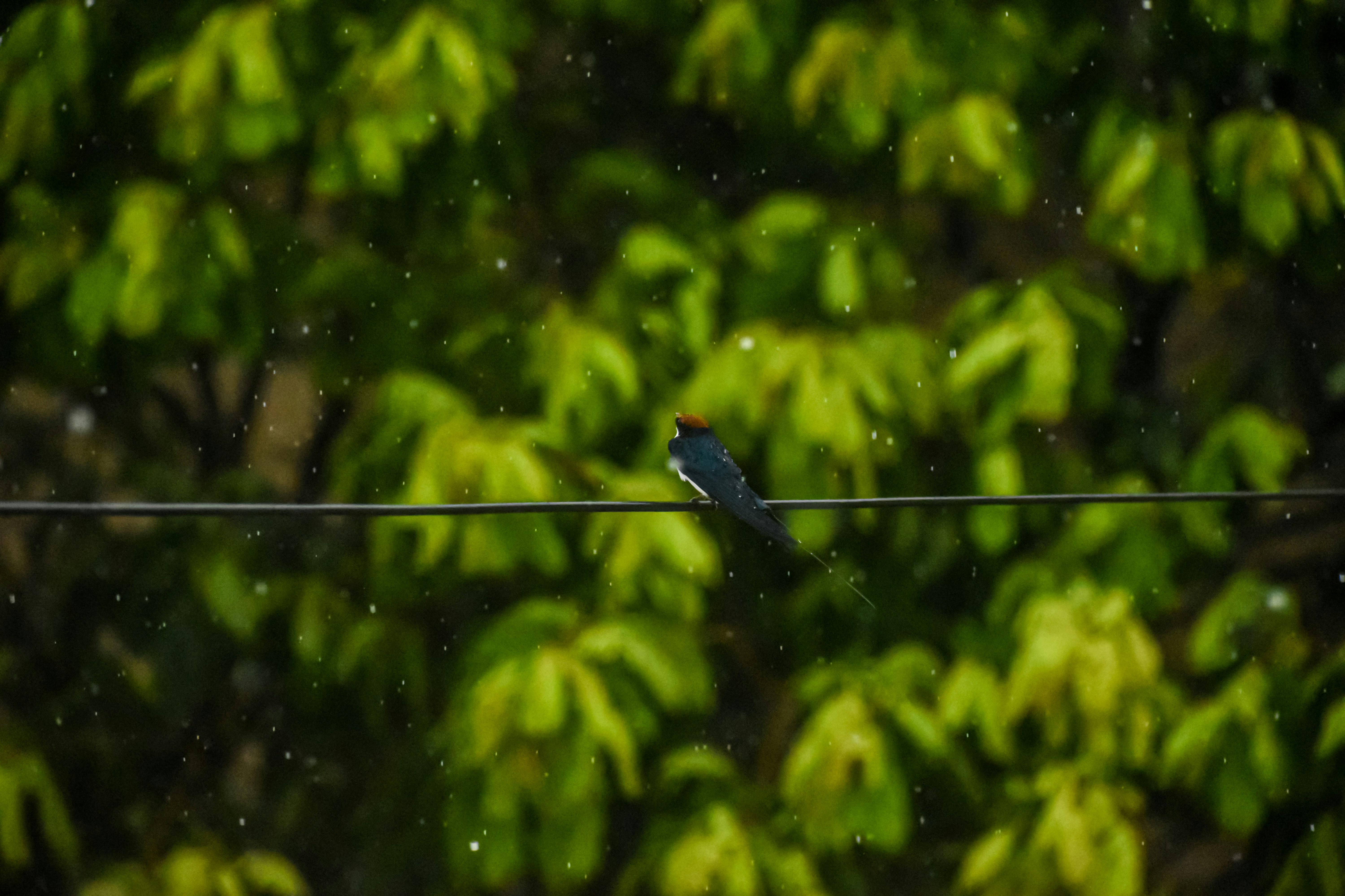 Tiny bird on a line: a moment of stillness in spring rain