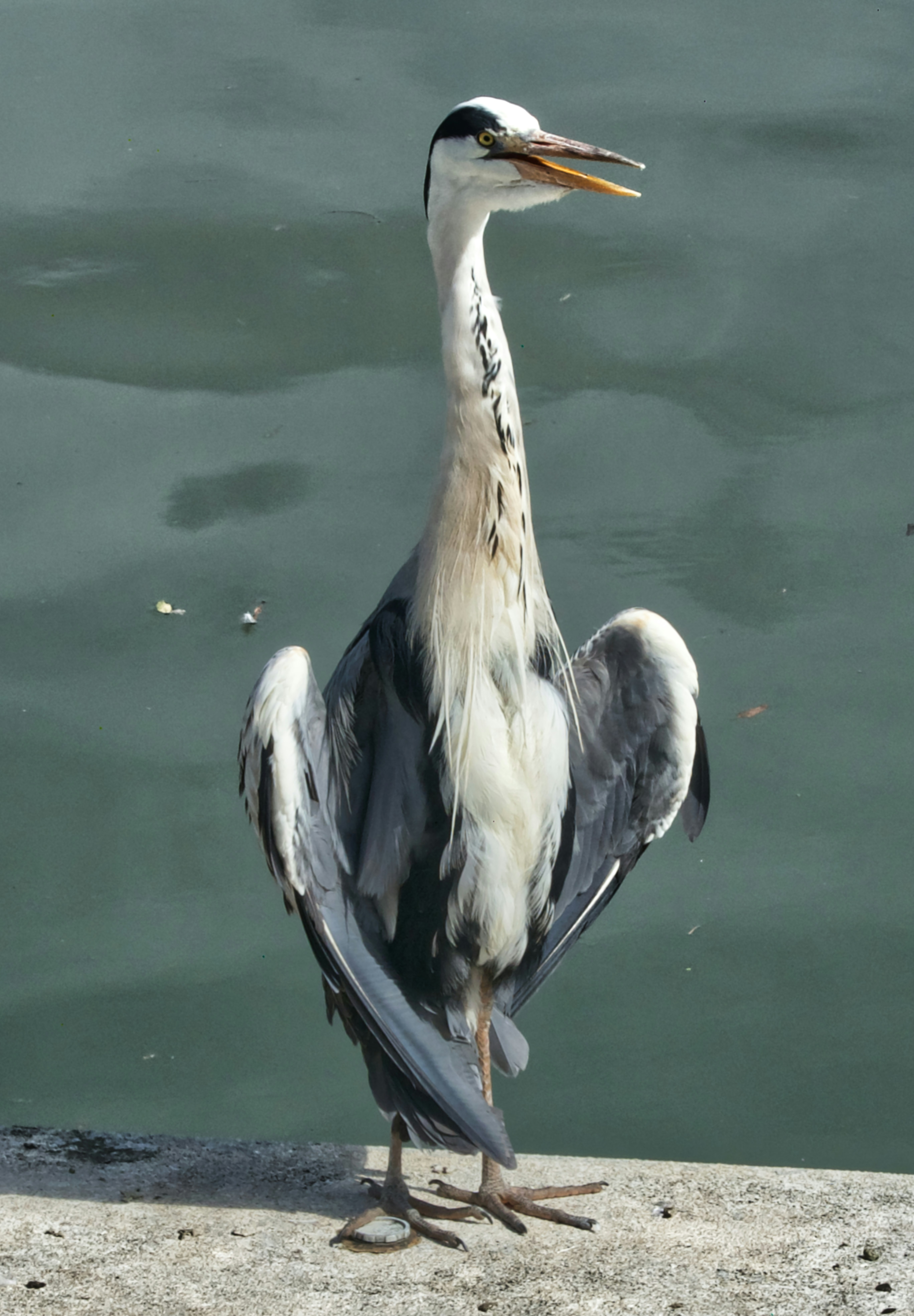 Harbor Sentinel: Grey Heron in a Momentary Stretch