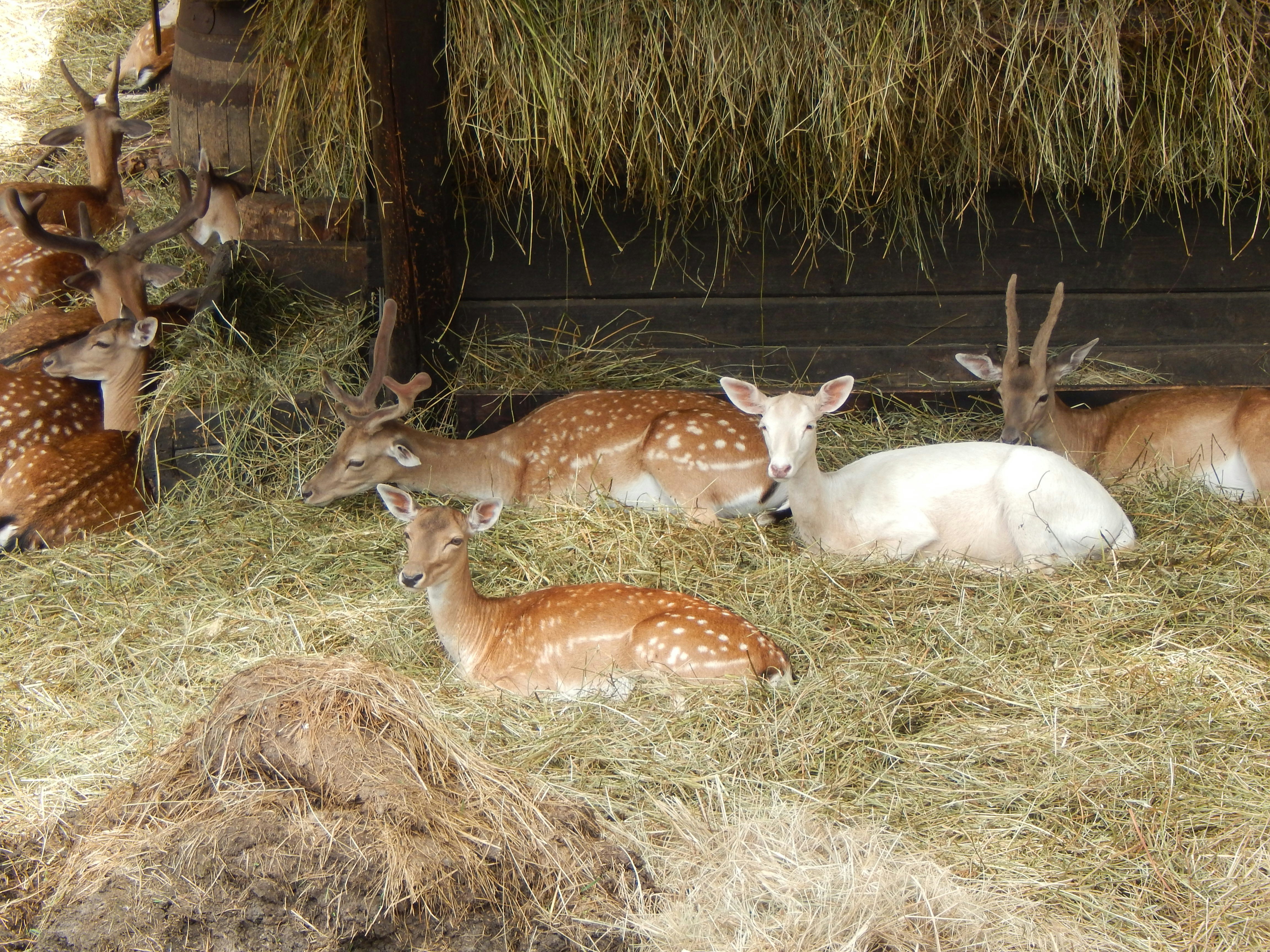 Photograph of a group of fallow deer lounging on hay inside a rustic shelter. The pale white deer at center provides visual contrast.