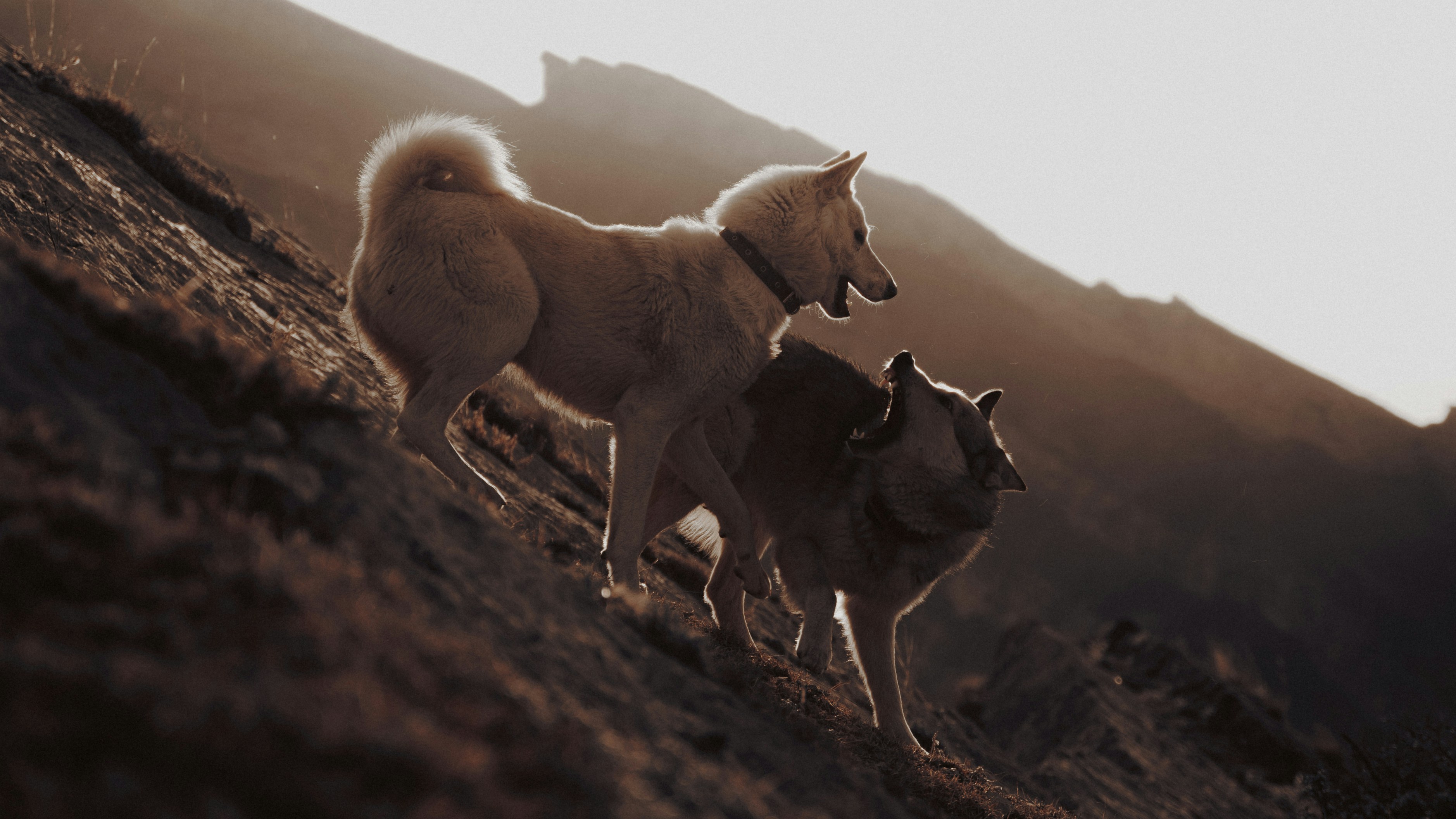 Silhouetted Canine Duo on a Backlit Ridge
