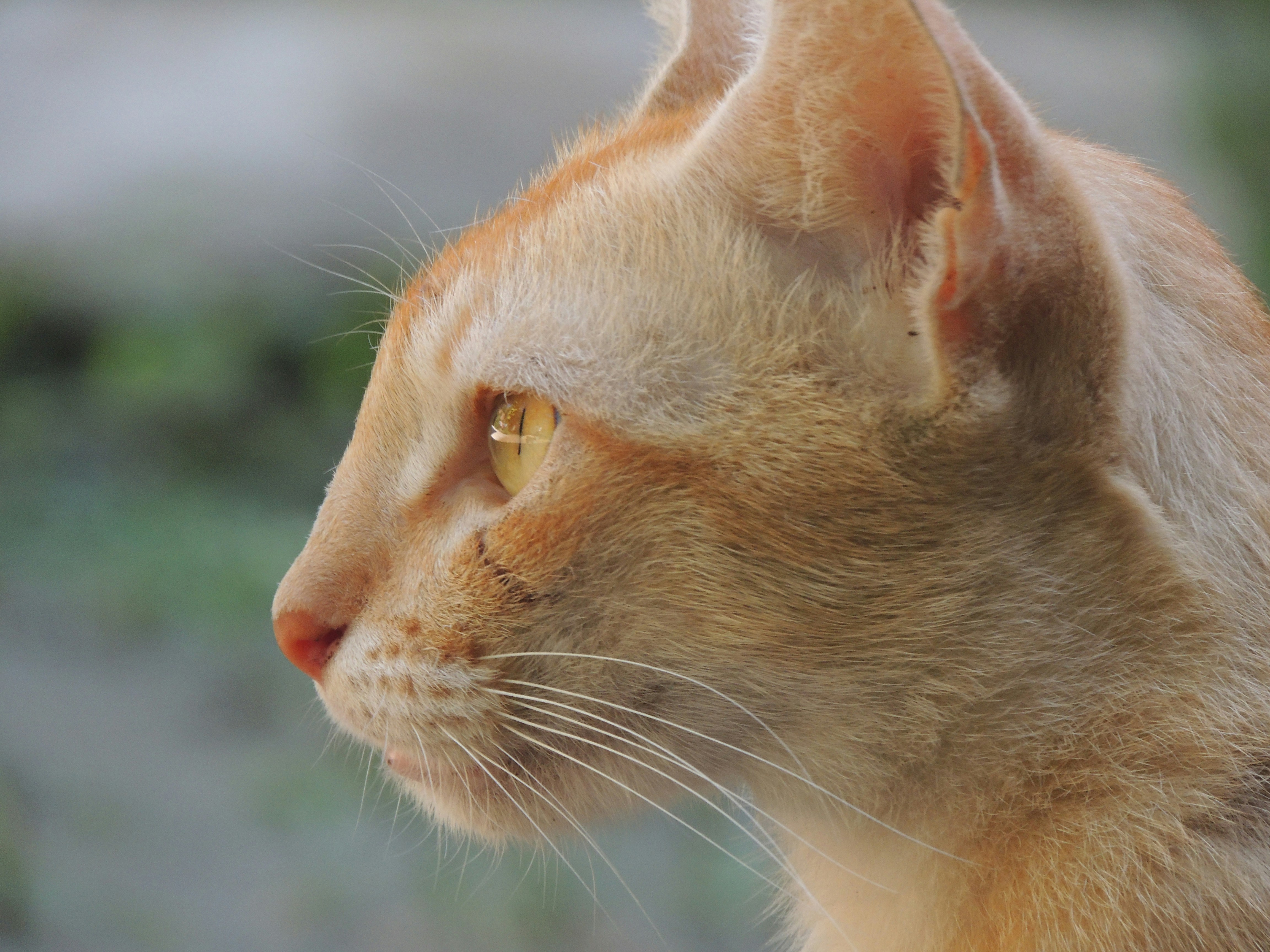 Amber Gaze in Soft Focus: A Ginger Cat's Side Profile