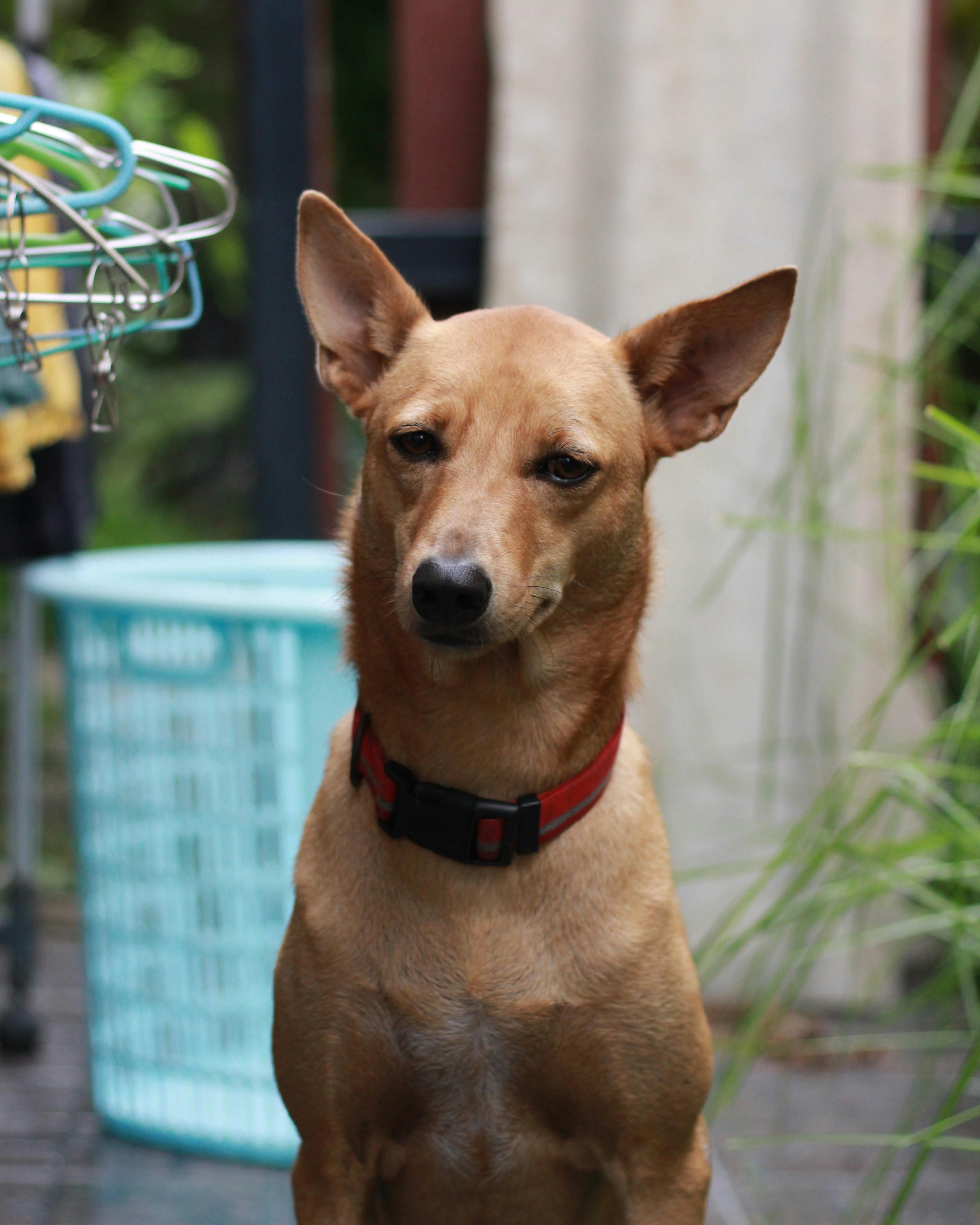 brown short coated dog sitting on blue and white textile