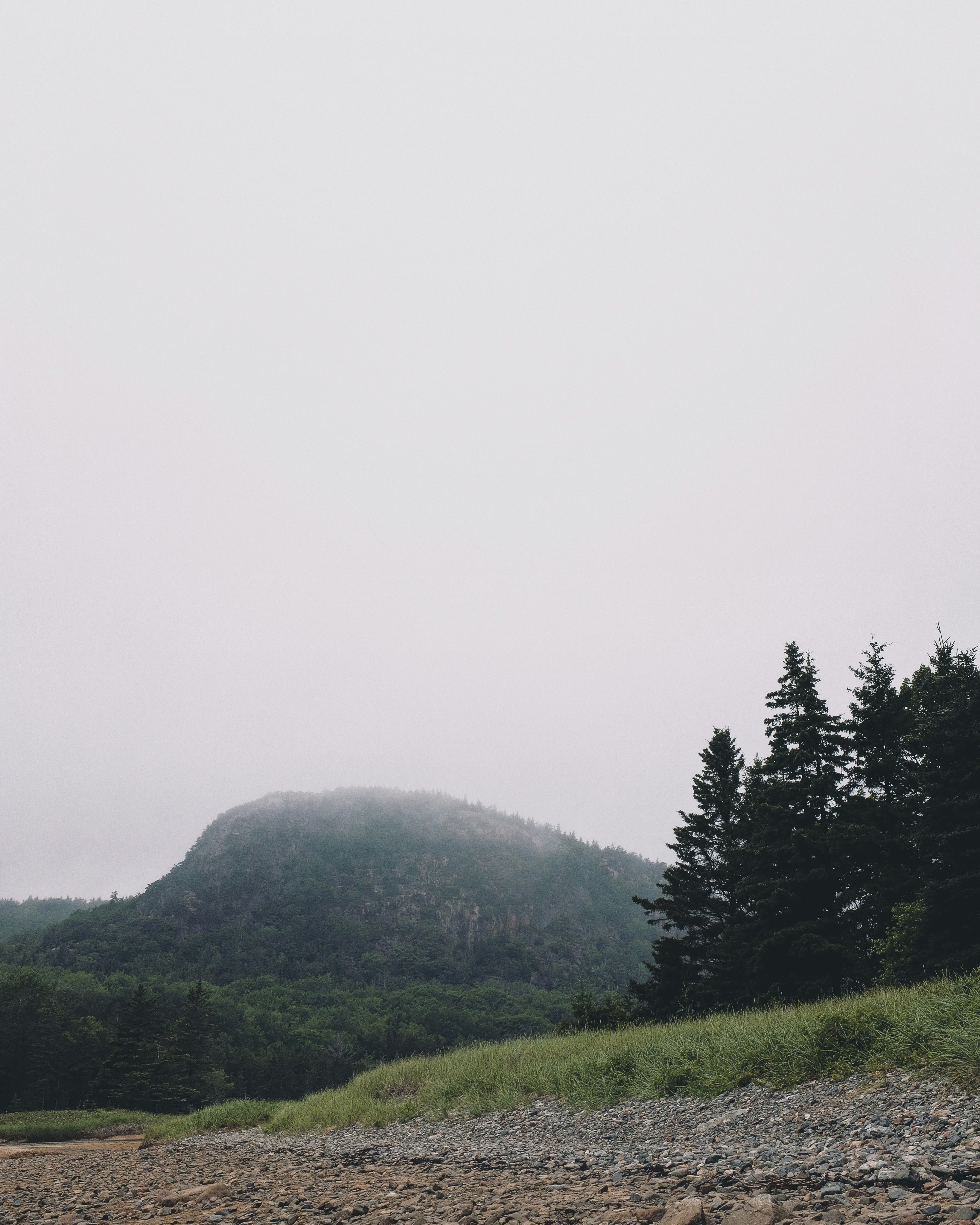 Misty Ridge with Pines: A Quiet Highland Moment