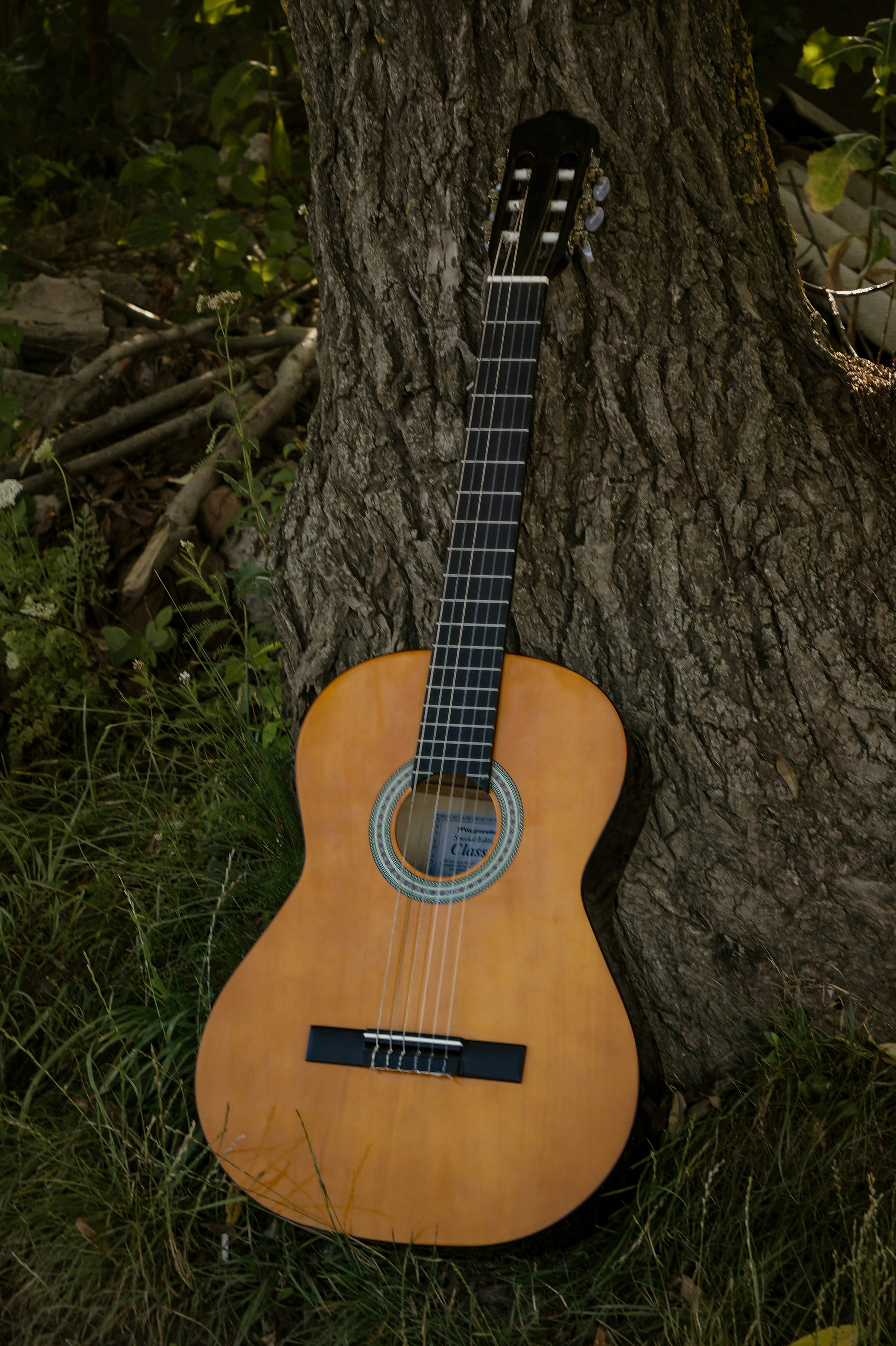 Guitar rests against a textured tree trunk in a sun-dappled forest, strings catching the light.