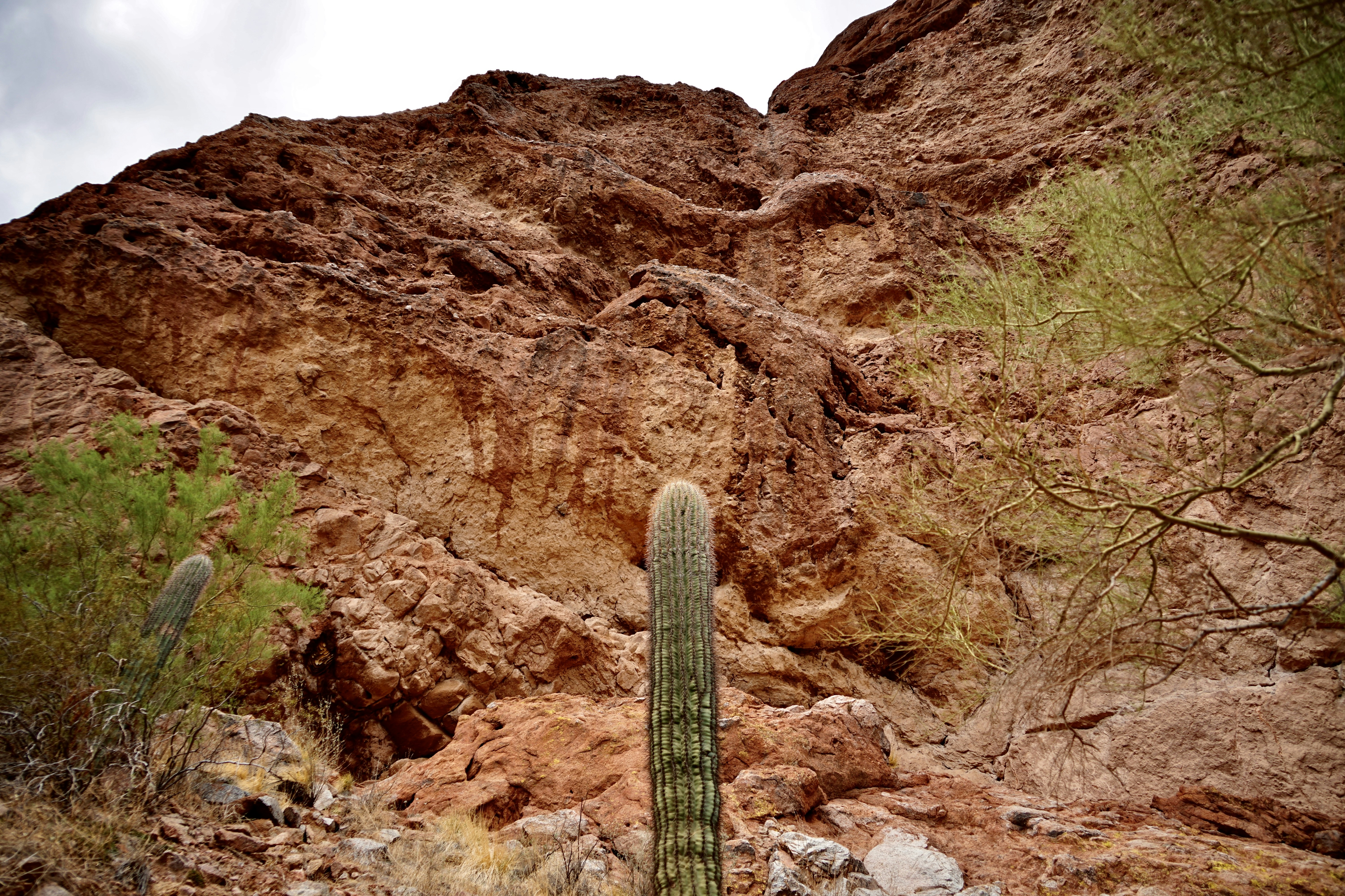 Cactus Sentinel Against Rusty Cliffs
