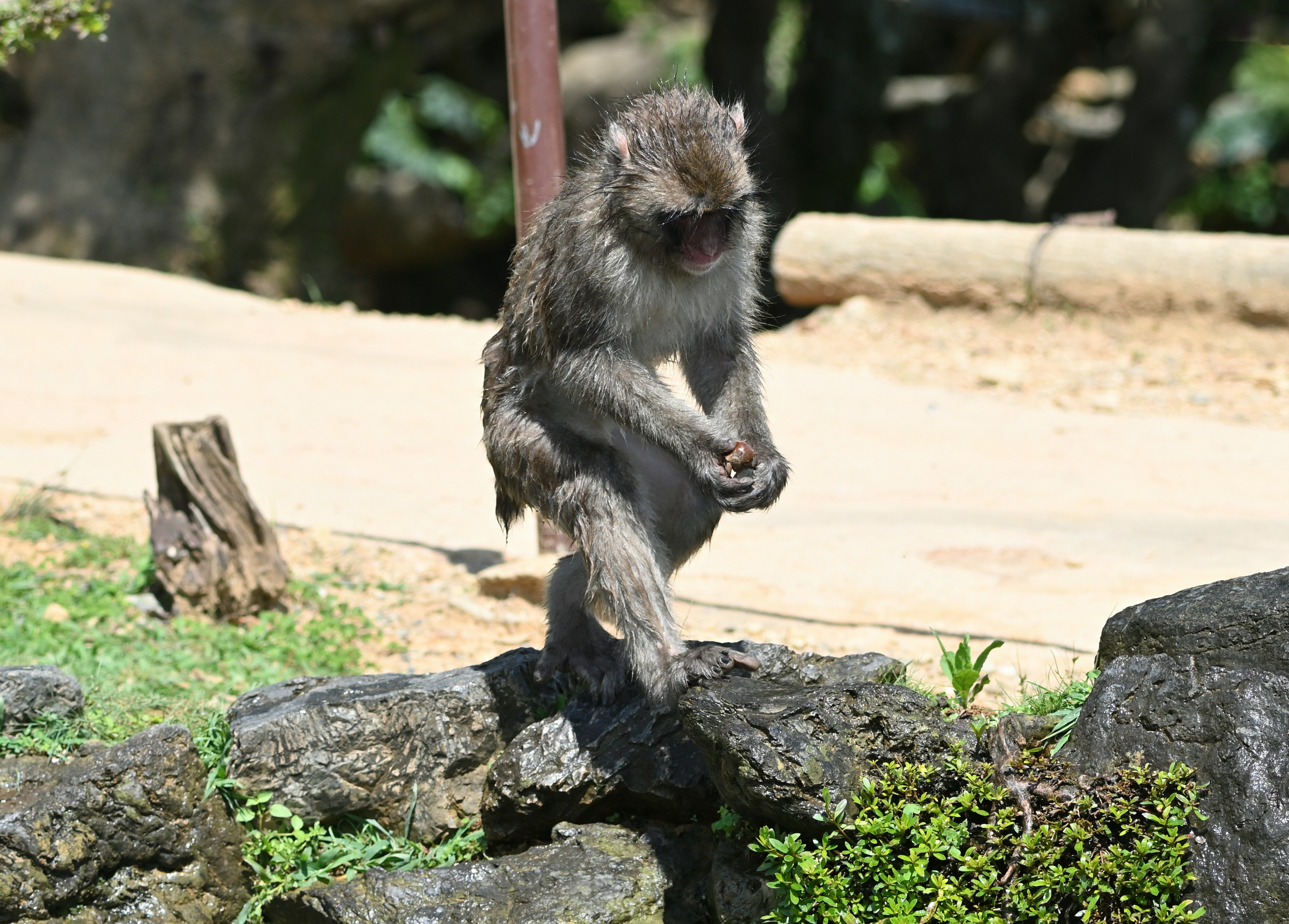 Young macaque holding his treasure in his hands are walking on two legs. The thing in his hands is tree nut. That is his "treasure".