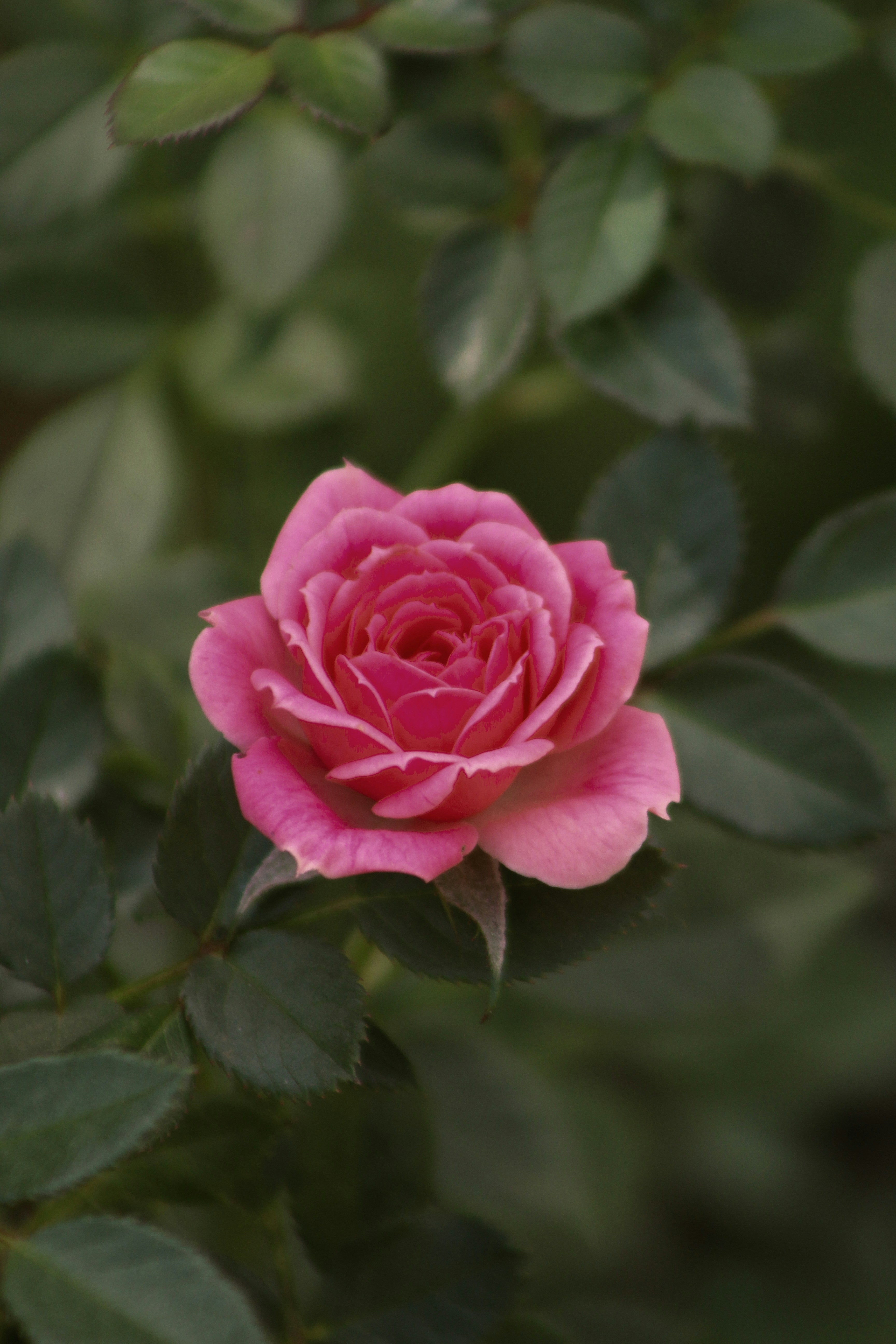 Rosa cor de rosa 