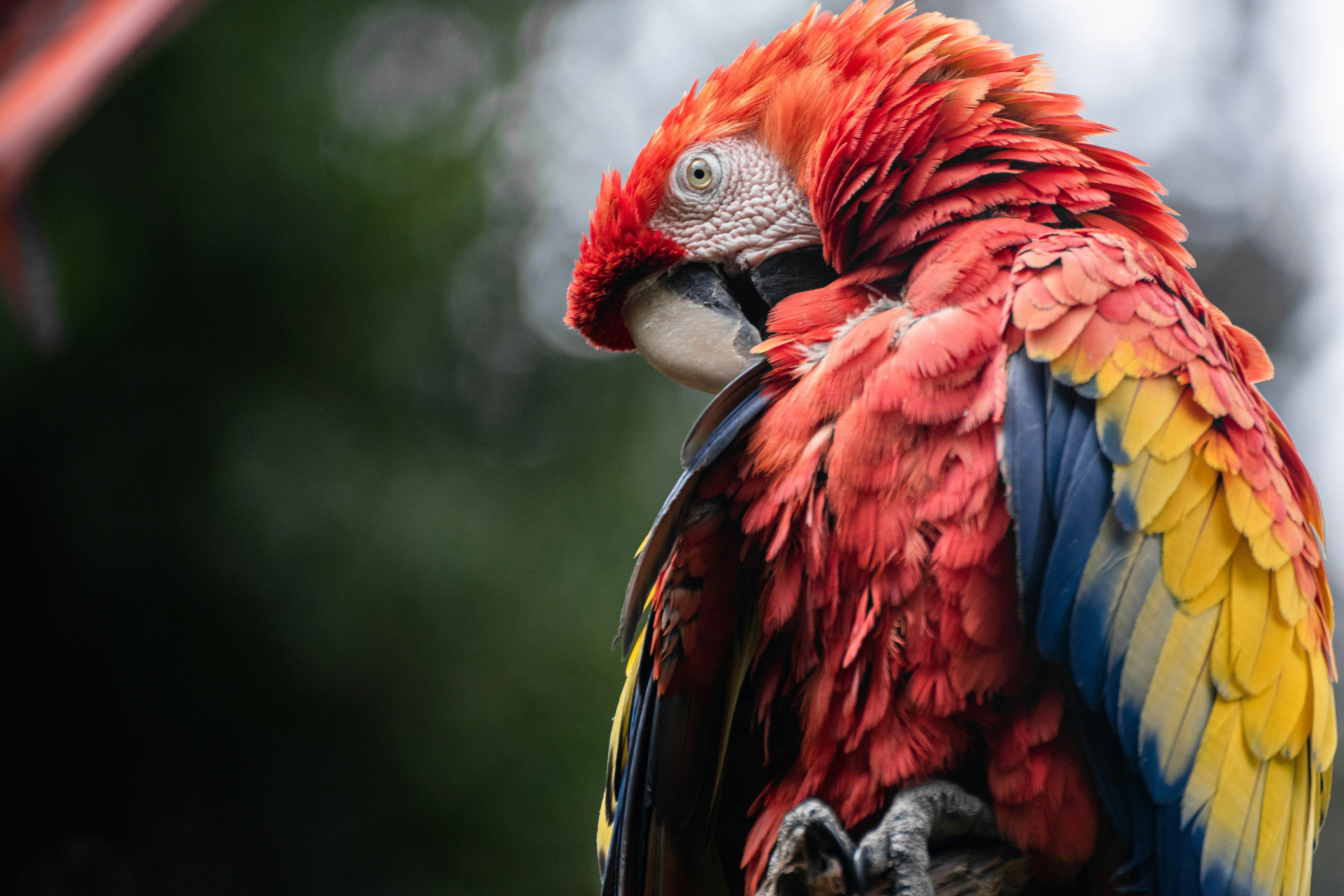 Scarlet macaw perched gracefully, showcasing vibrant plumage against a blurred natural backdrop.