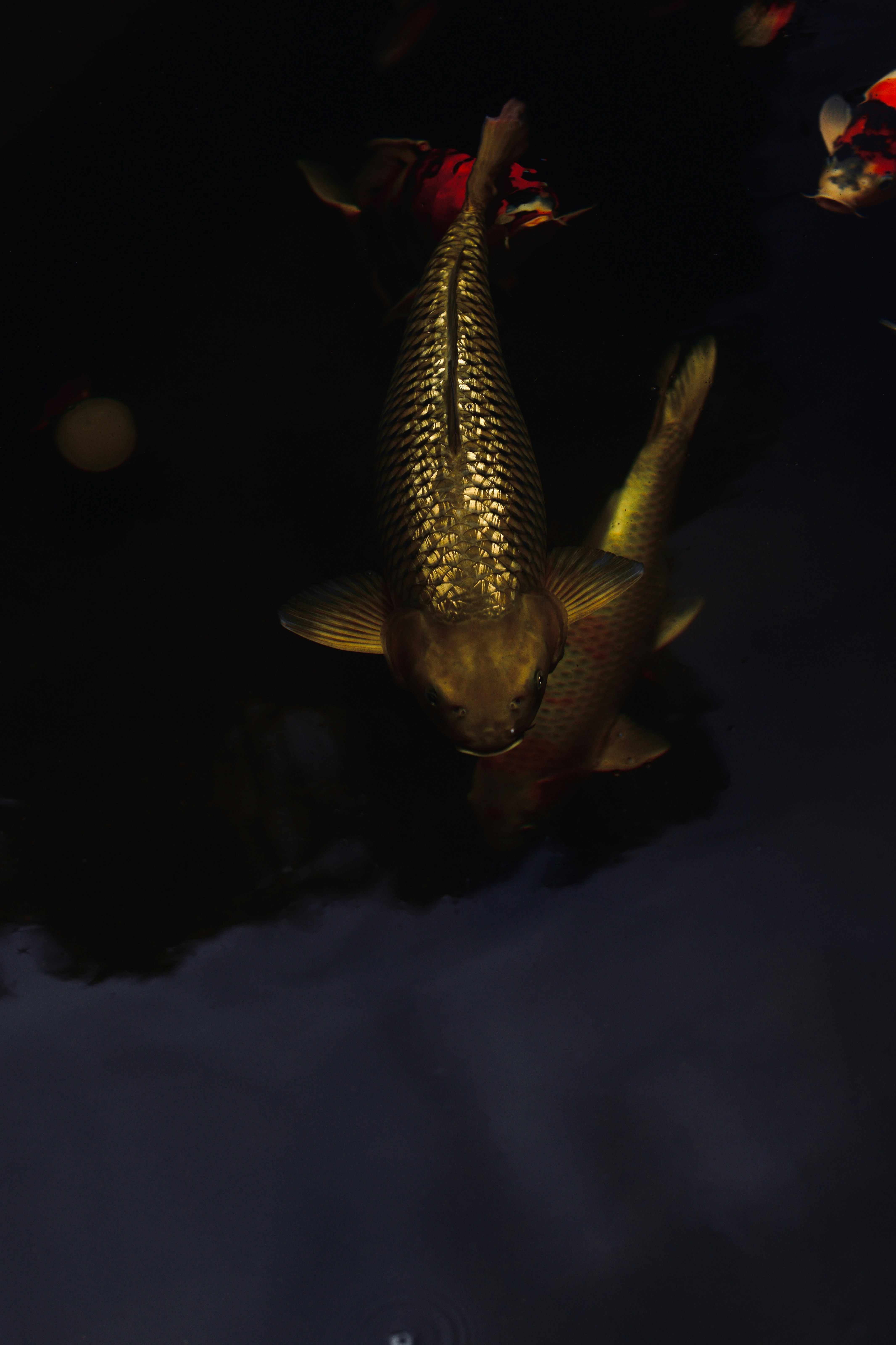 Yellow and white fish with light photo – Free Ho chi minh city Image on ...