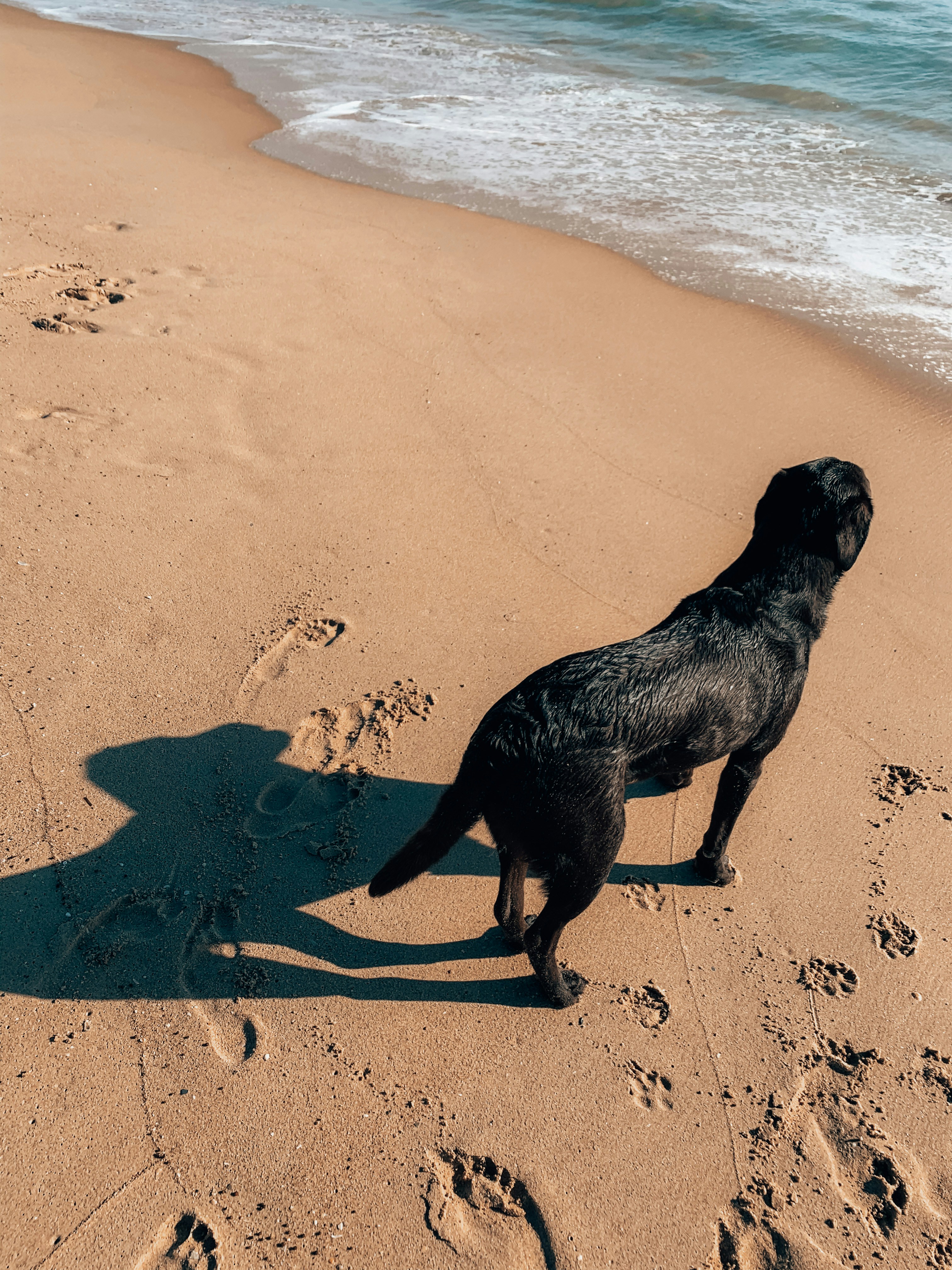 On the Edge of Tide: A Black Labrador Exploring Sunlit Sand
