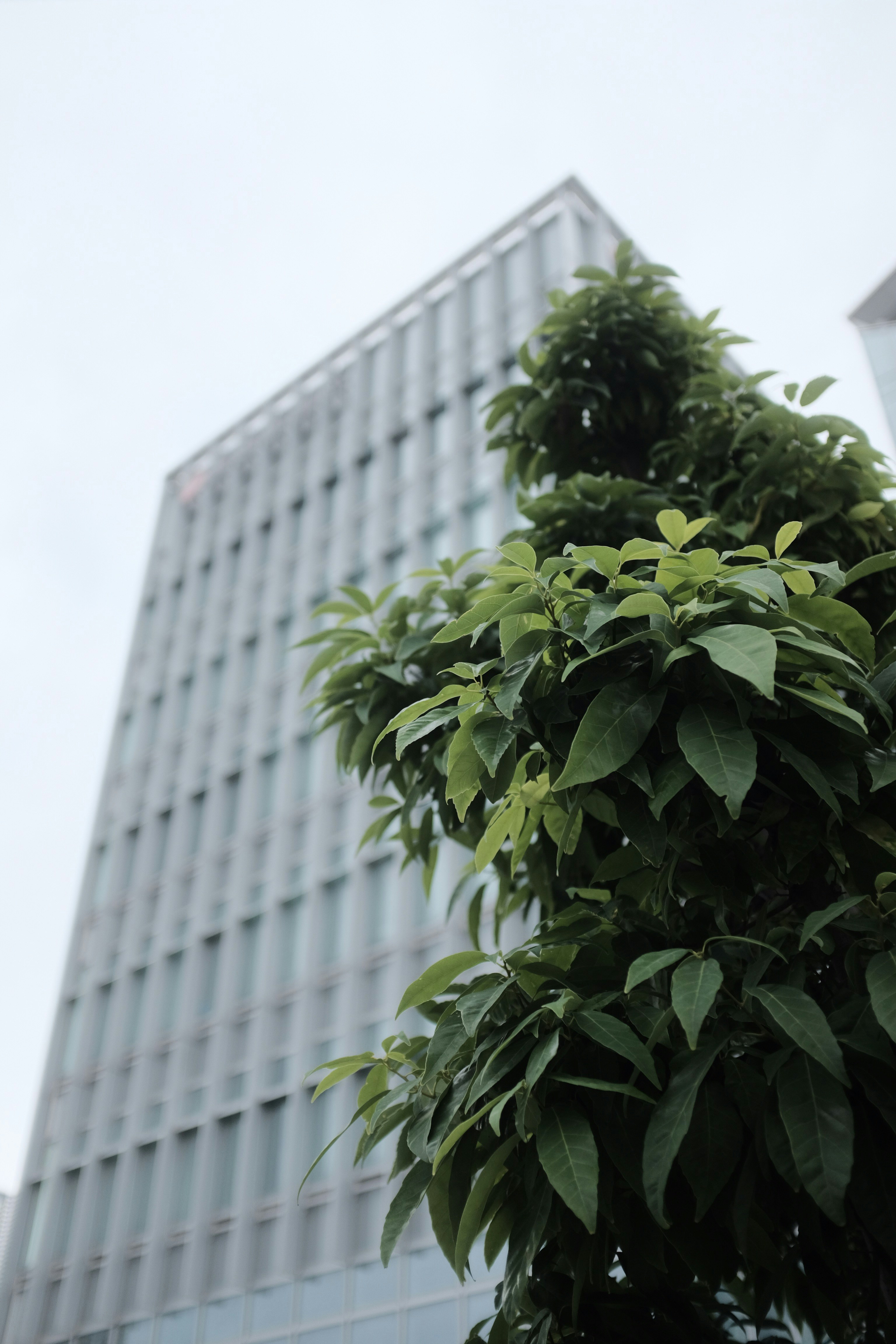 Urban Laurel: A Tree Stands Tall beside a Glass Facade