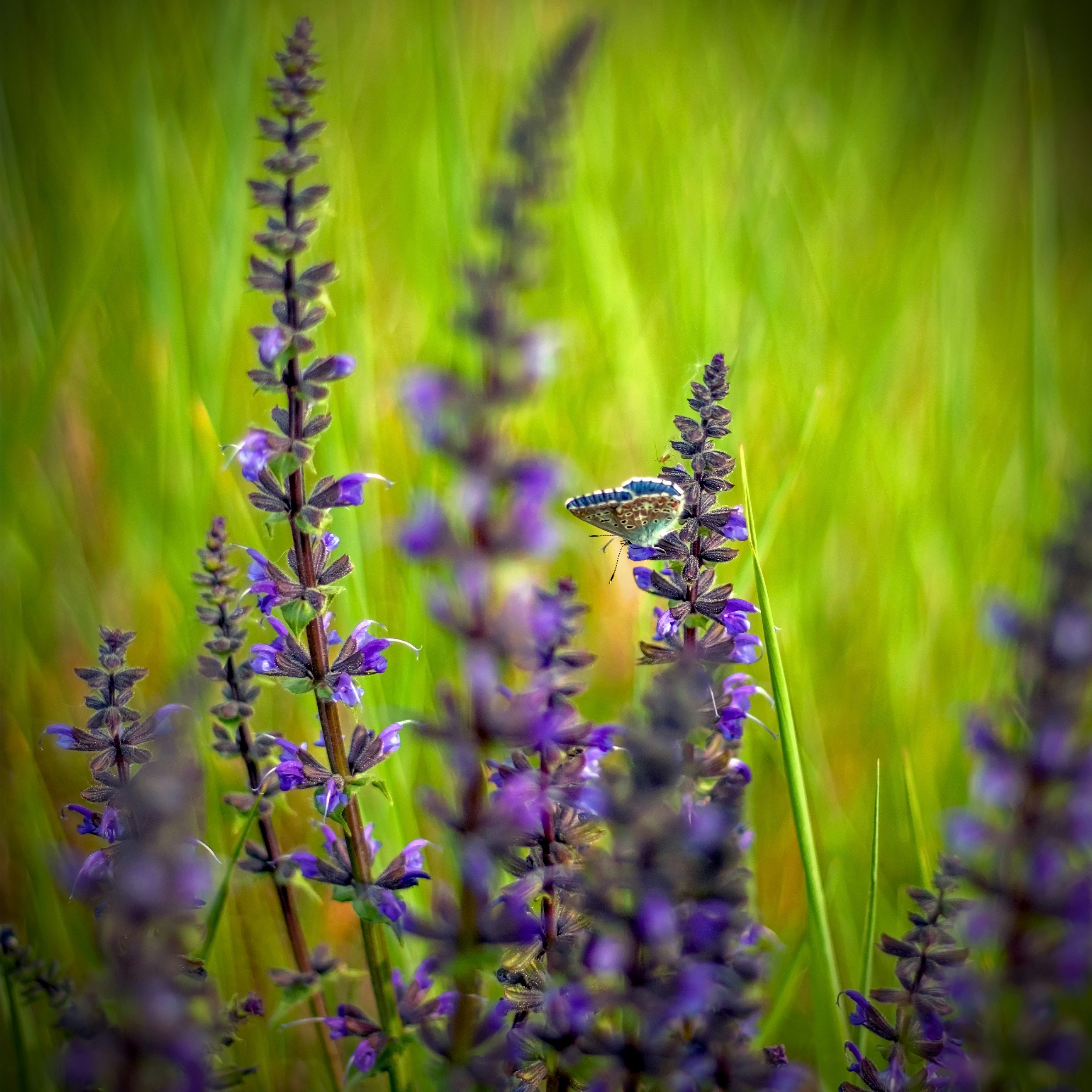 black and yellow butterfly perched on purple flower