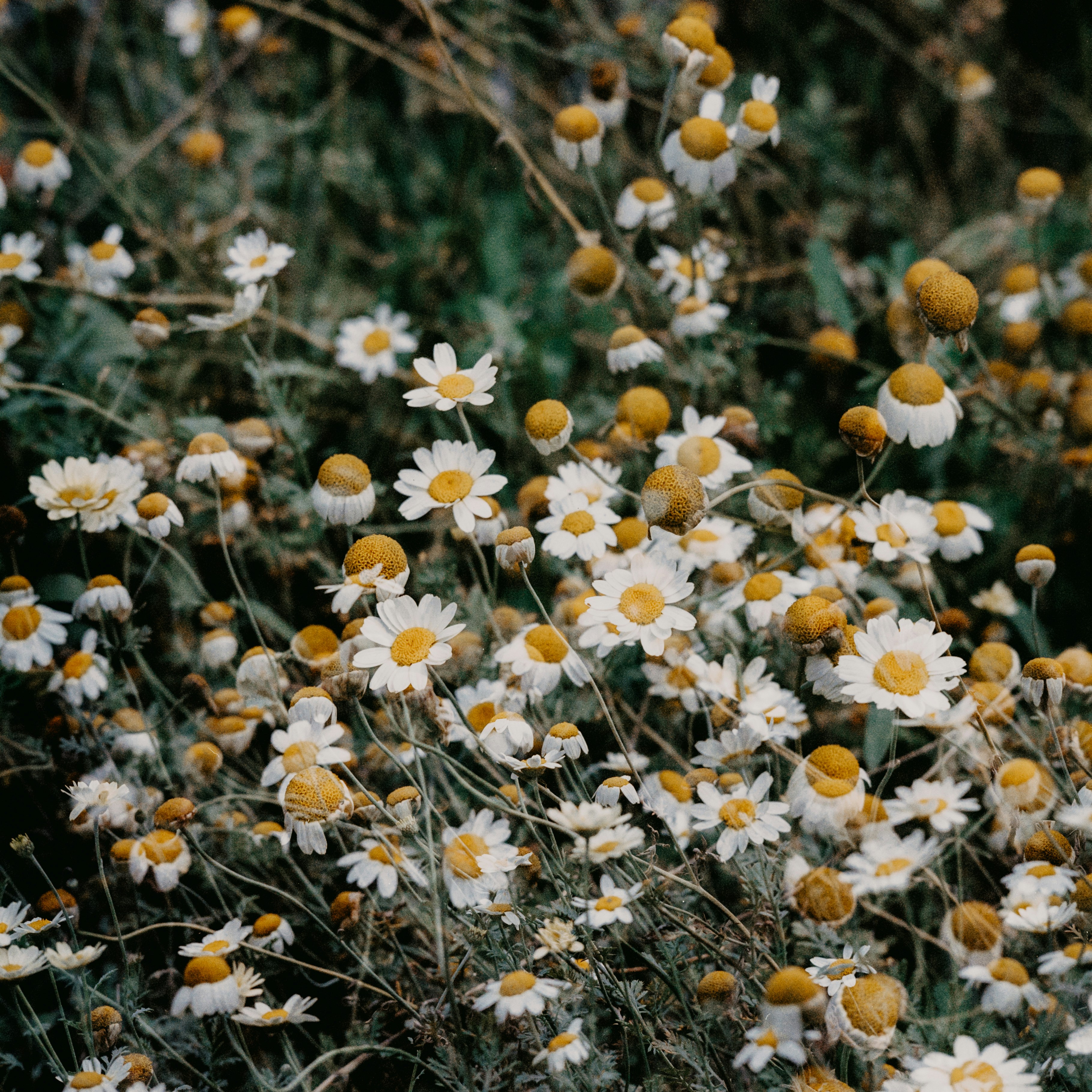 A vibrant cluster of white daisies with golden centers, flourishing in a natural setting.