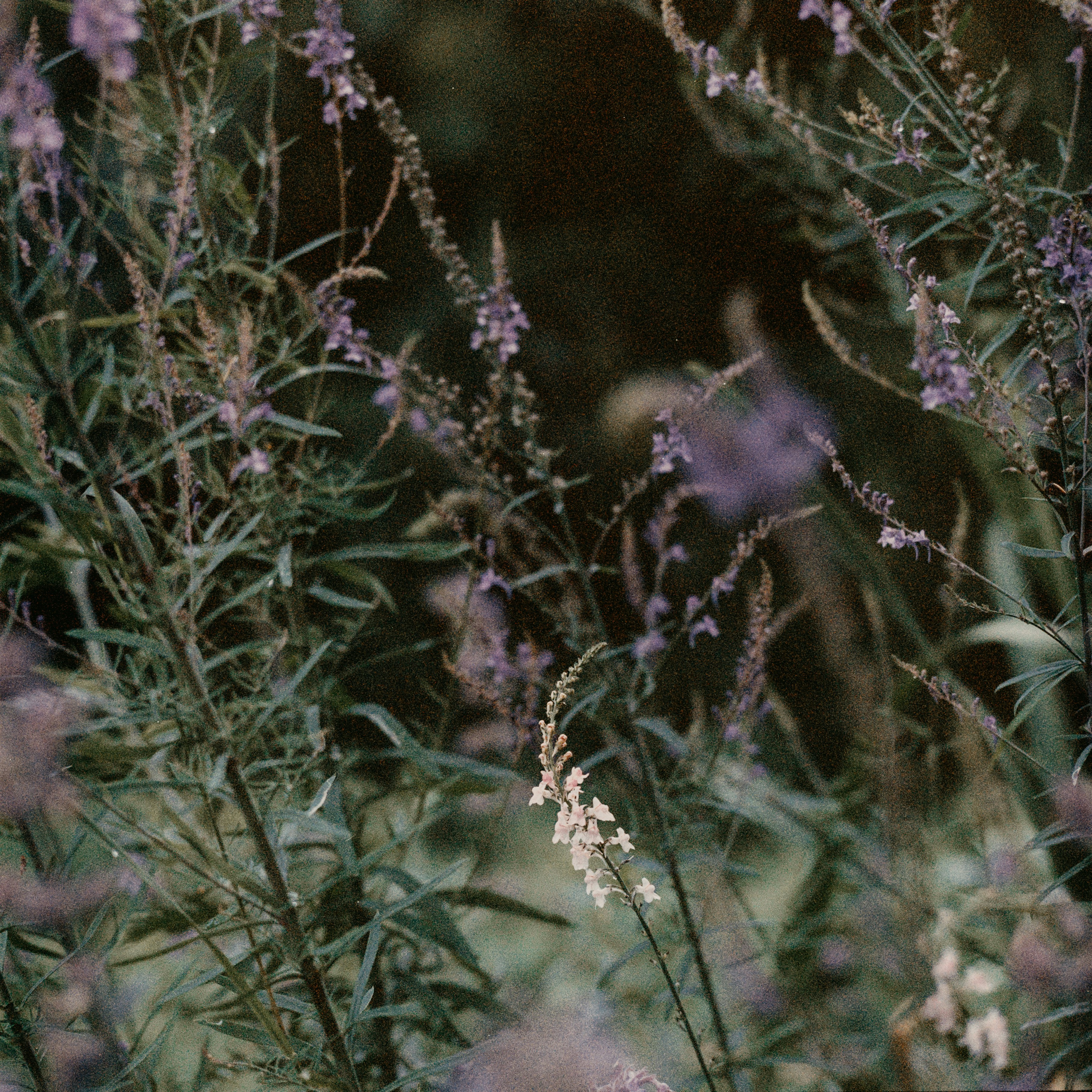Delicate purple wildflowers intertwined with green foliage, creating a serene natural tapestry. The soft focus enhances the tranquil atmosphere.