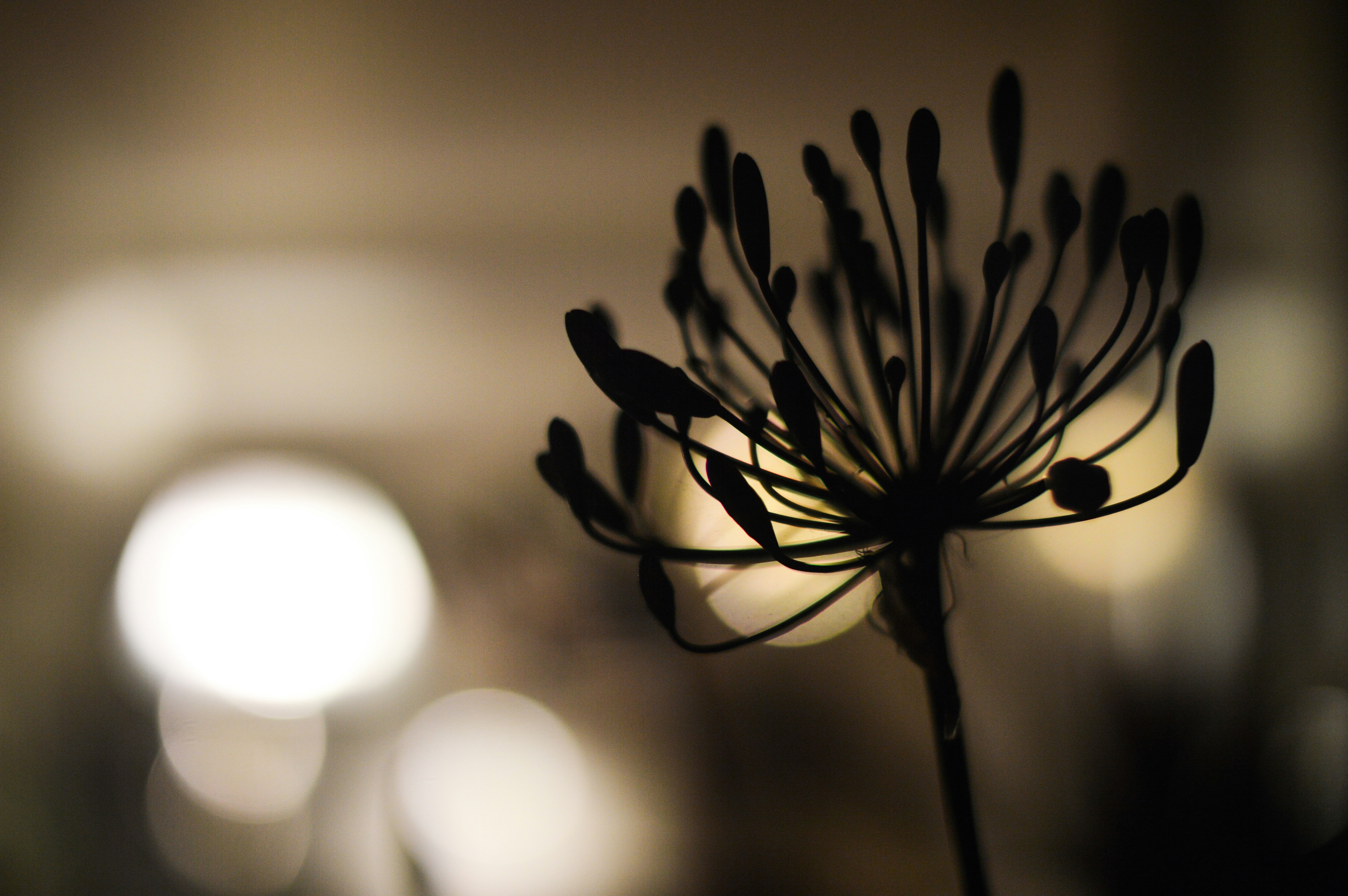 Backlit Bloom Silhouette Against Soft Bokeh
