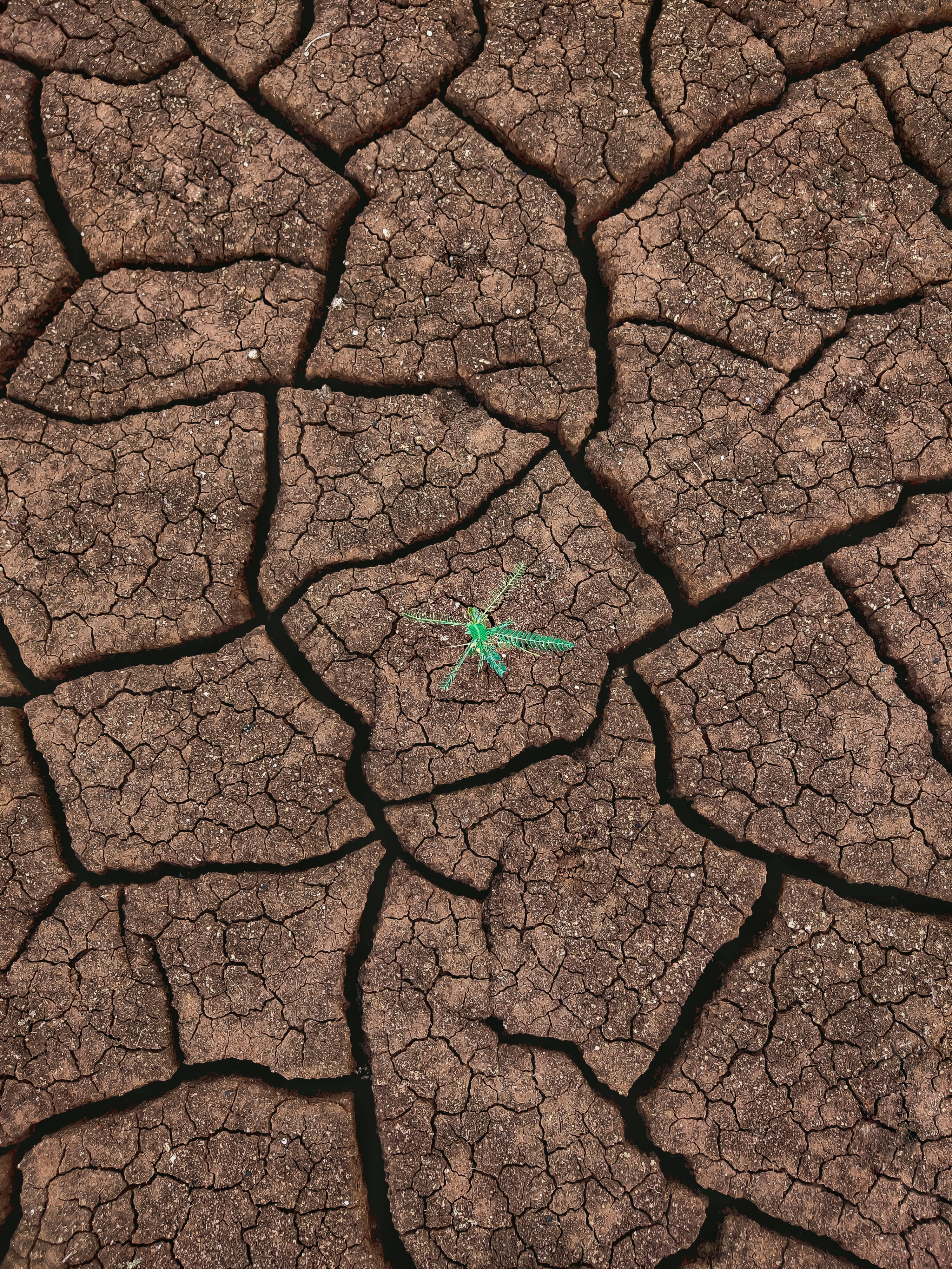 Emerald Sprout in a Cracked-Earth Mosaic