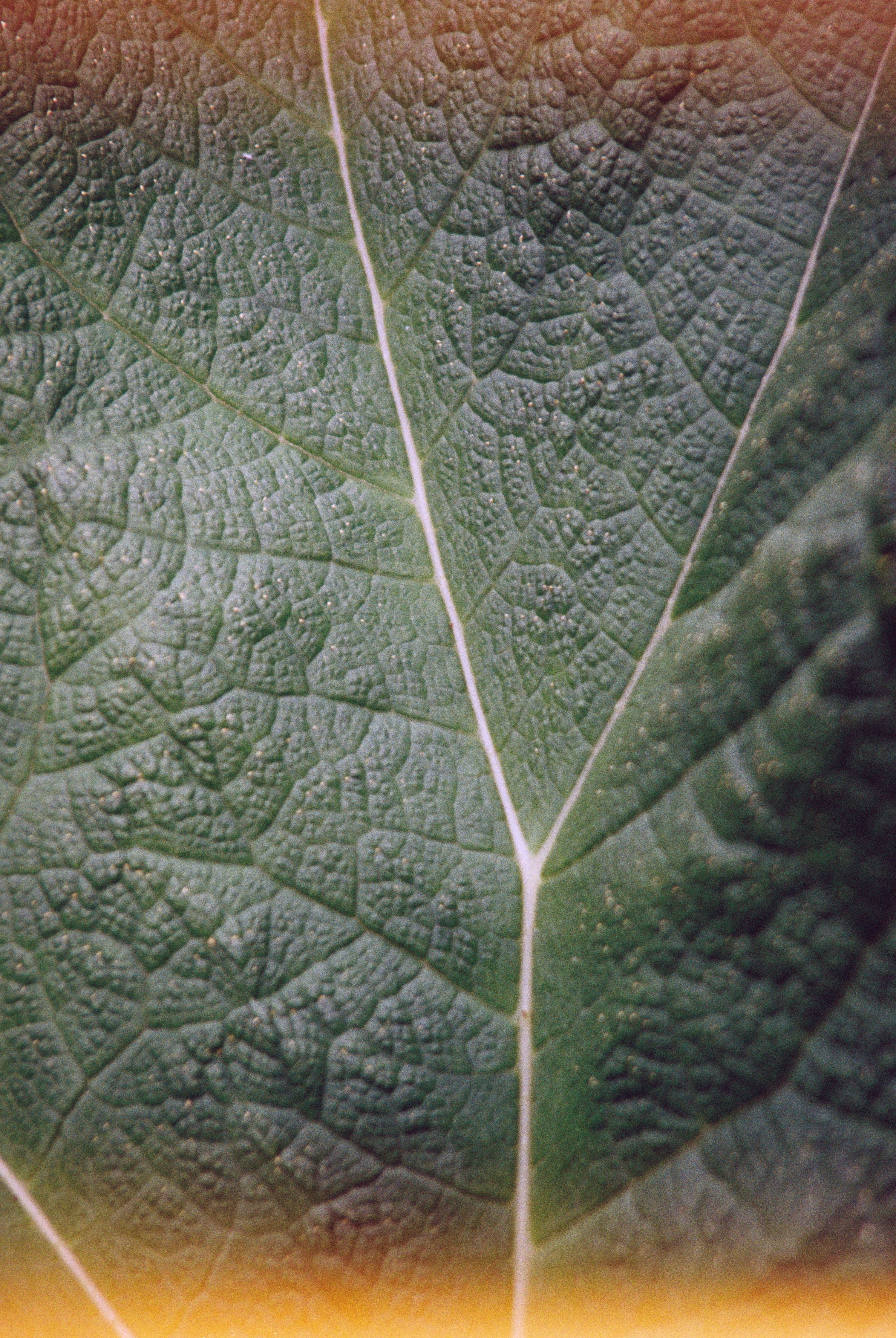 Close-up of a green leaf showcasing its intricate vein patterns and textures.