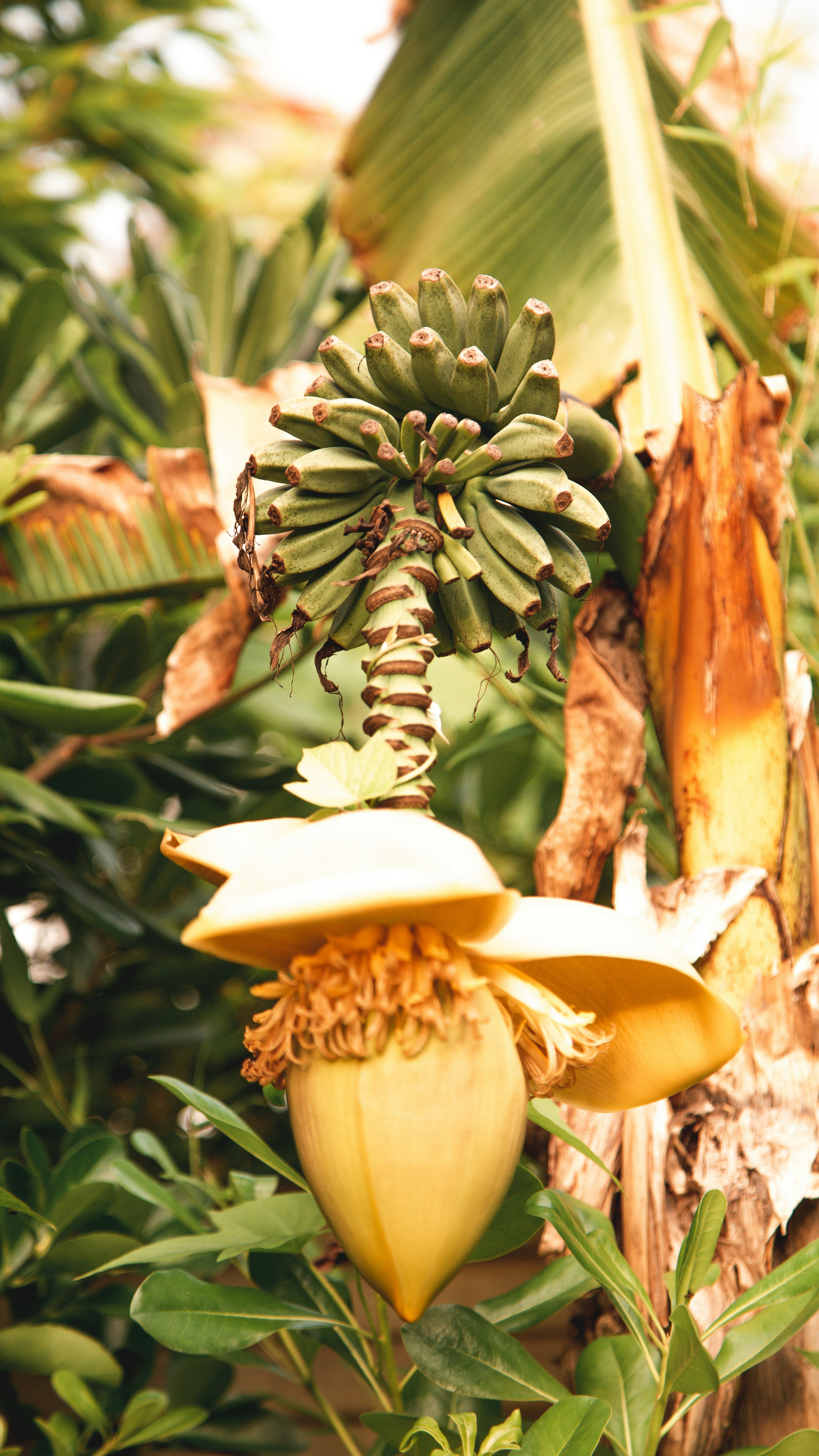 Banana flower emerging from the plant, surrounded by lush green foliage. The unique structure showcases the intricate beauty of tropical flora.