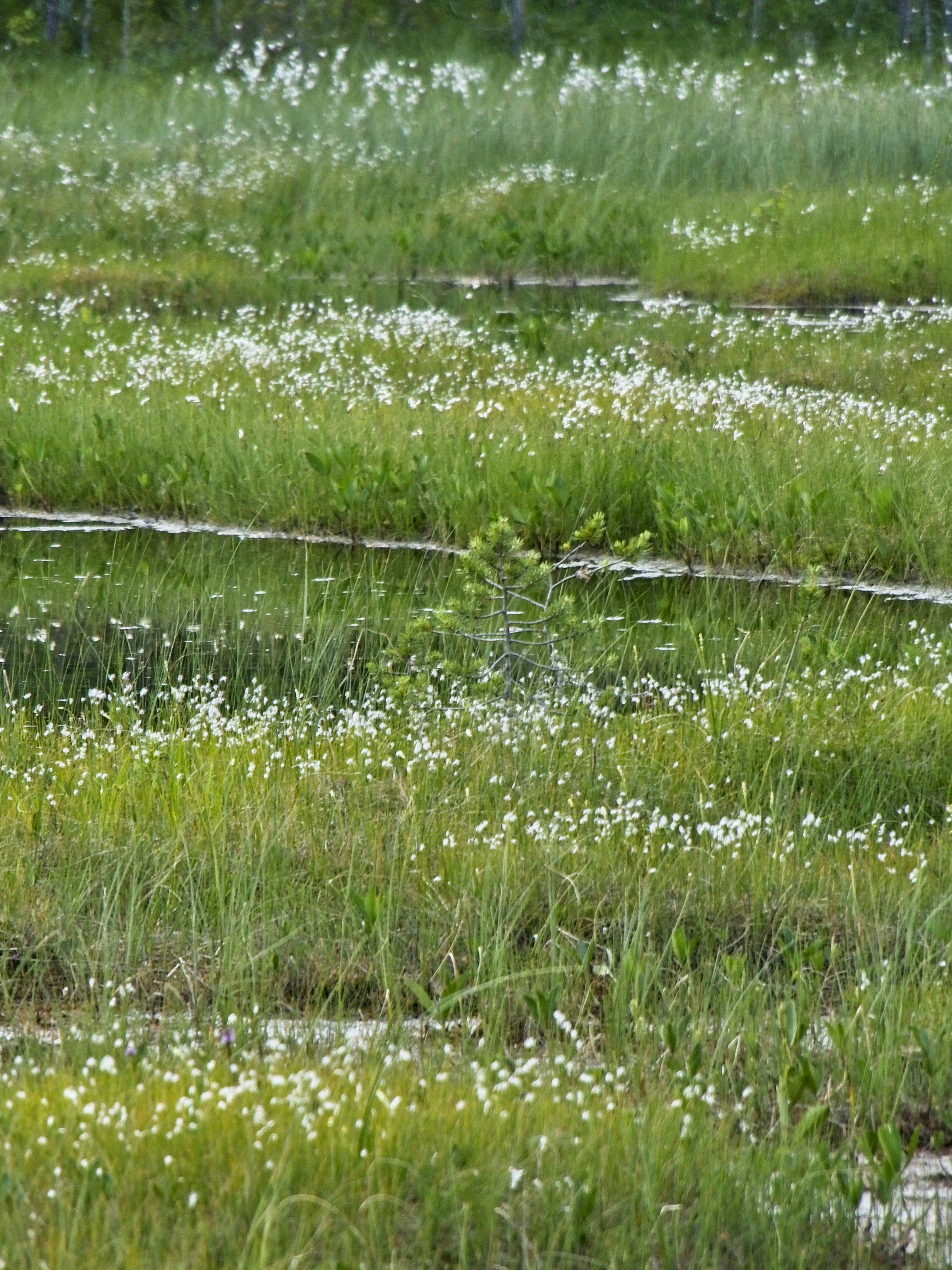 Lush green landscape interspersed with delicate white wildflowers and reflective water pools. The scene captures the serene beauty of a wetland ecosystem.