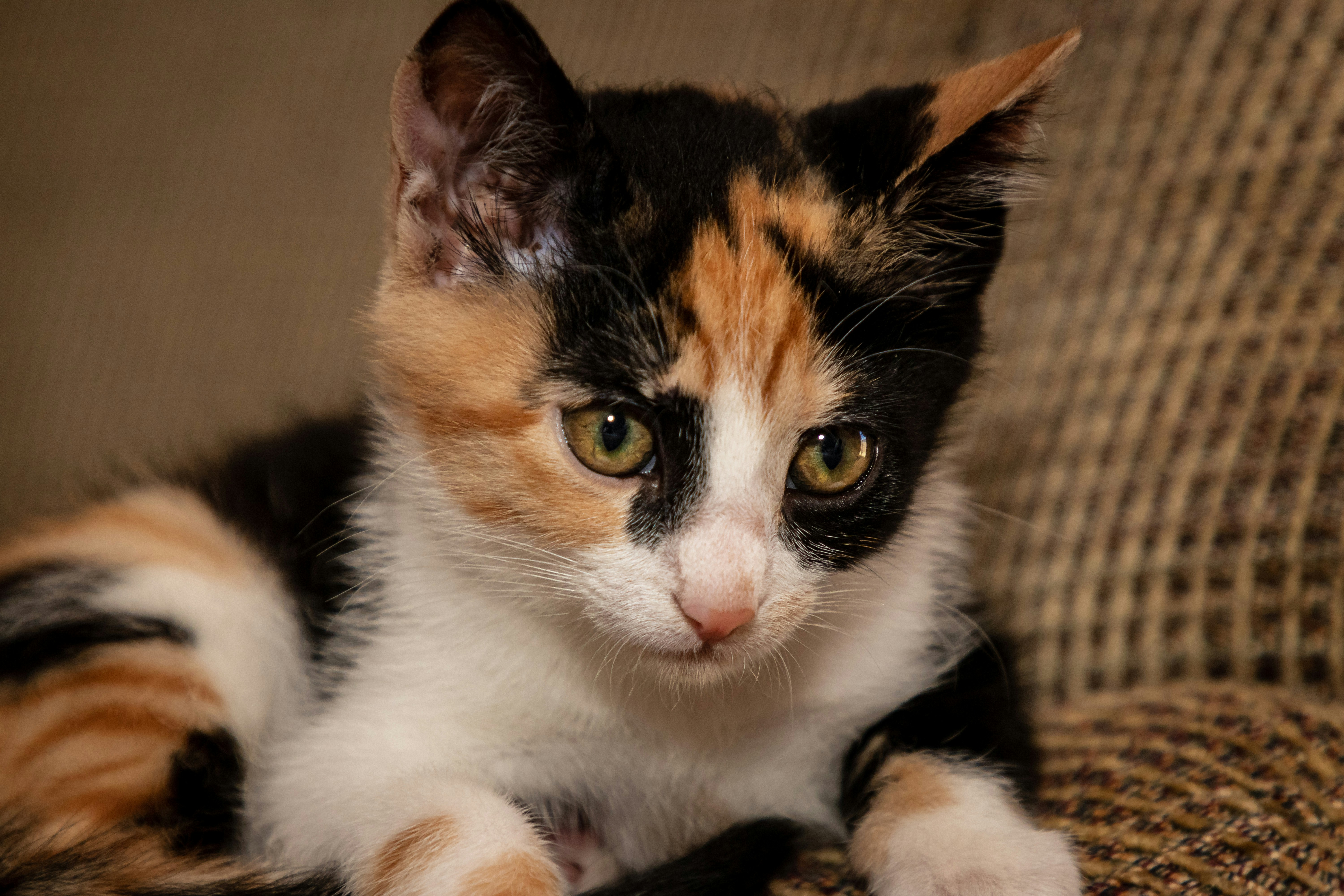 Brown Calico Cat