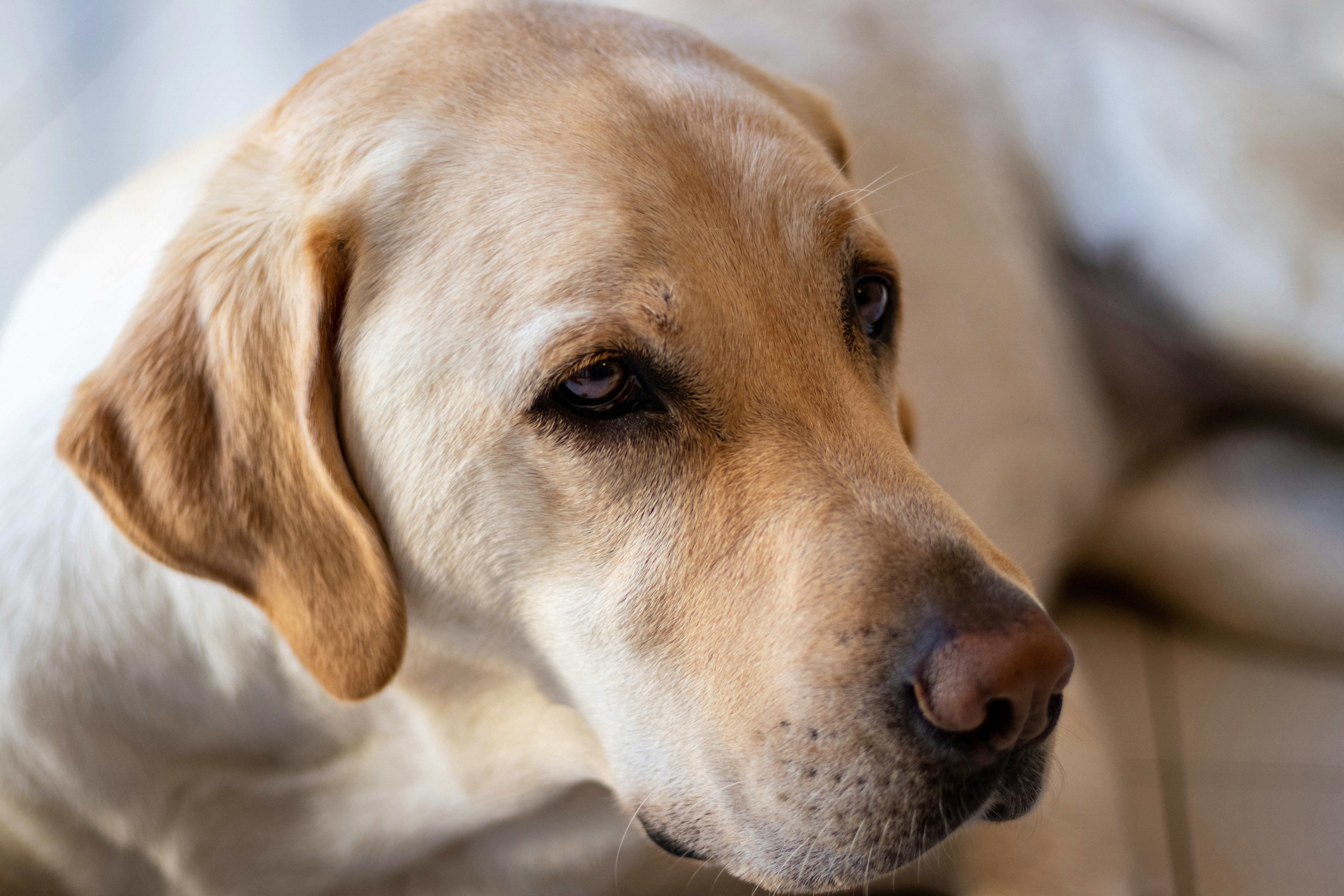 Yellow Labrador Pictures | Download Free Images on Unsplash