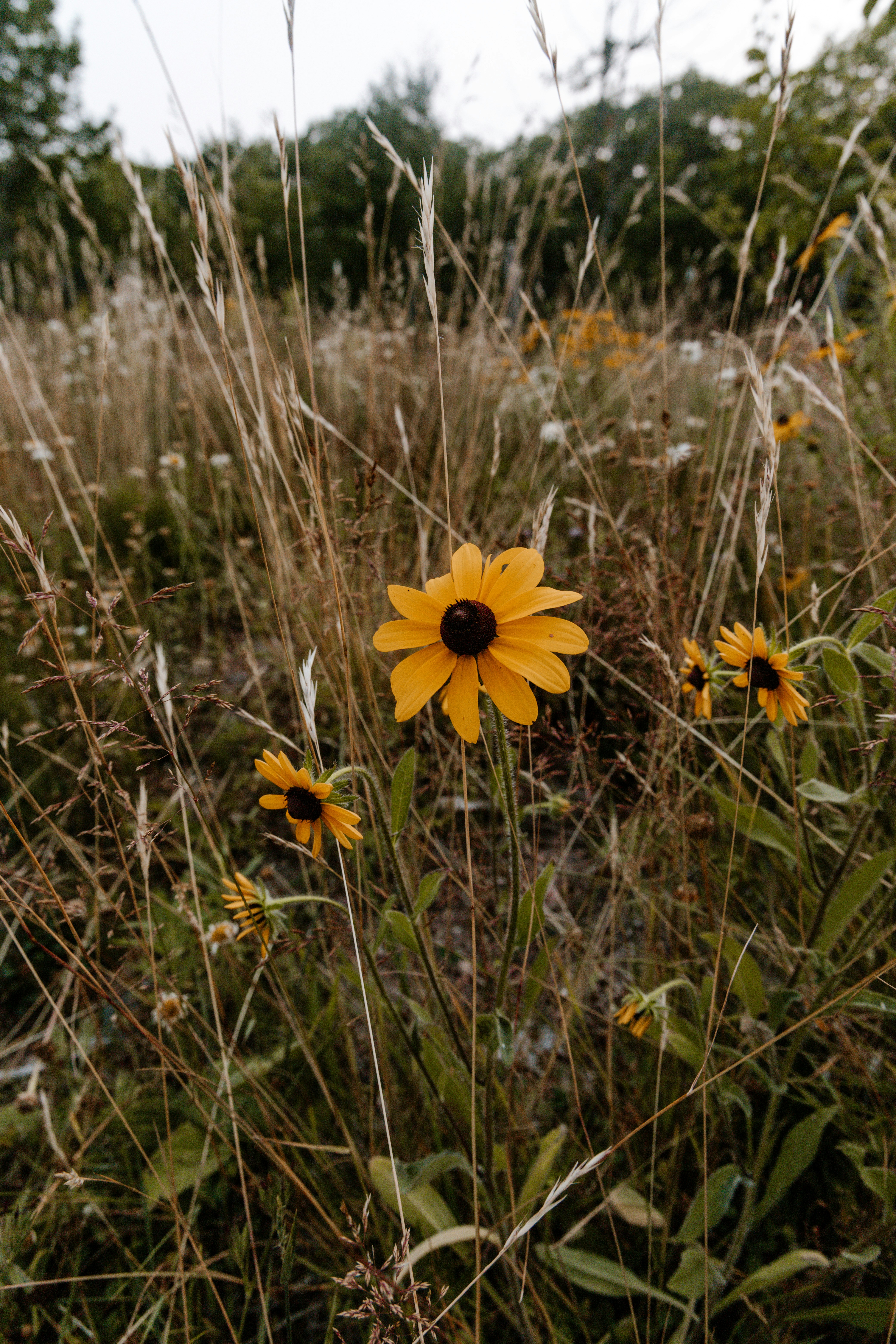 Flower.
Instagram//@outdoorpixs