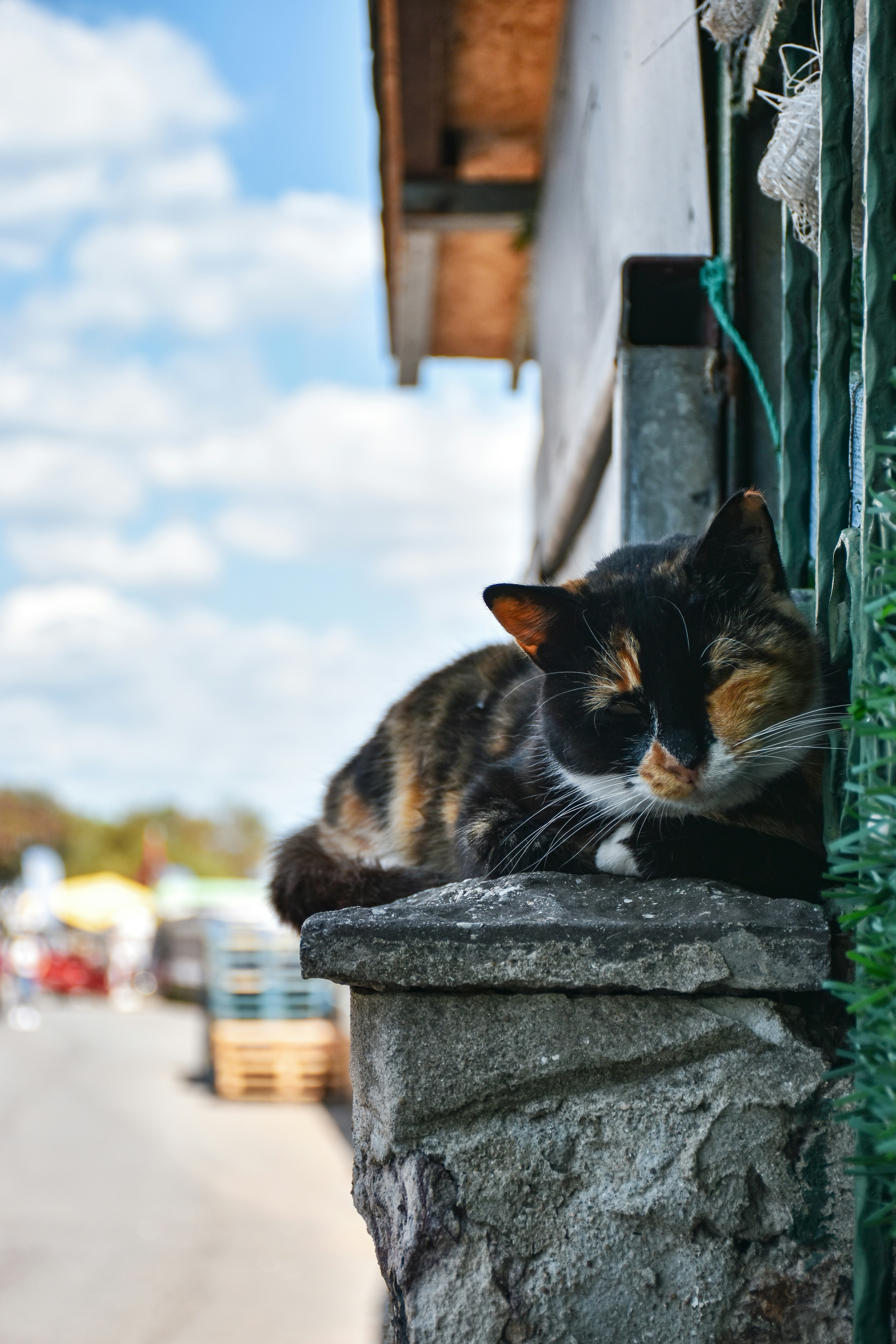 black and brown cat on gray concrete wall during daytime