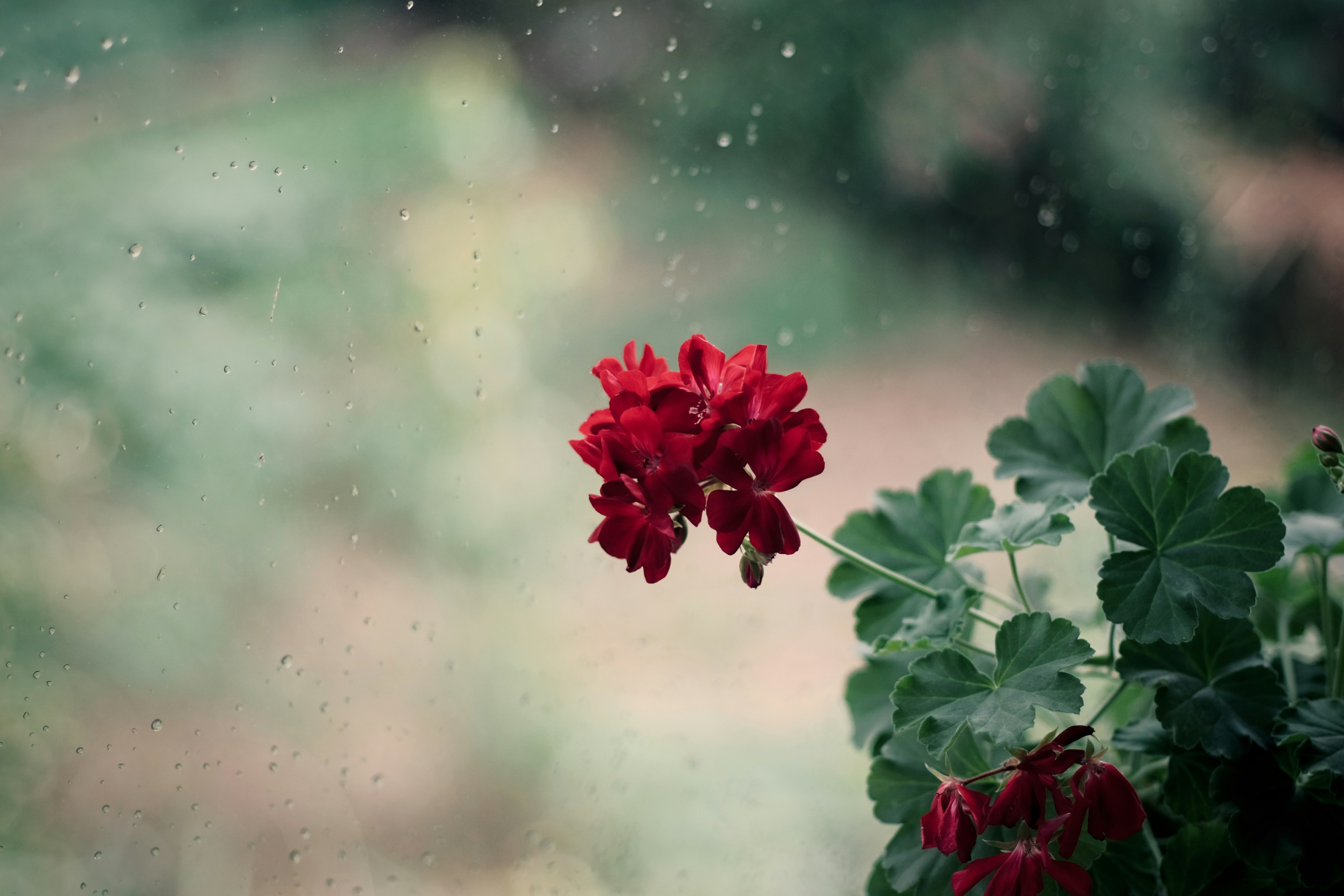 Crimson Geranium in a Quiet Garden, Framed by Misty Greens