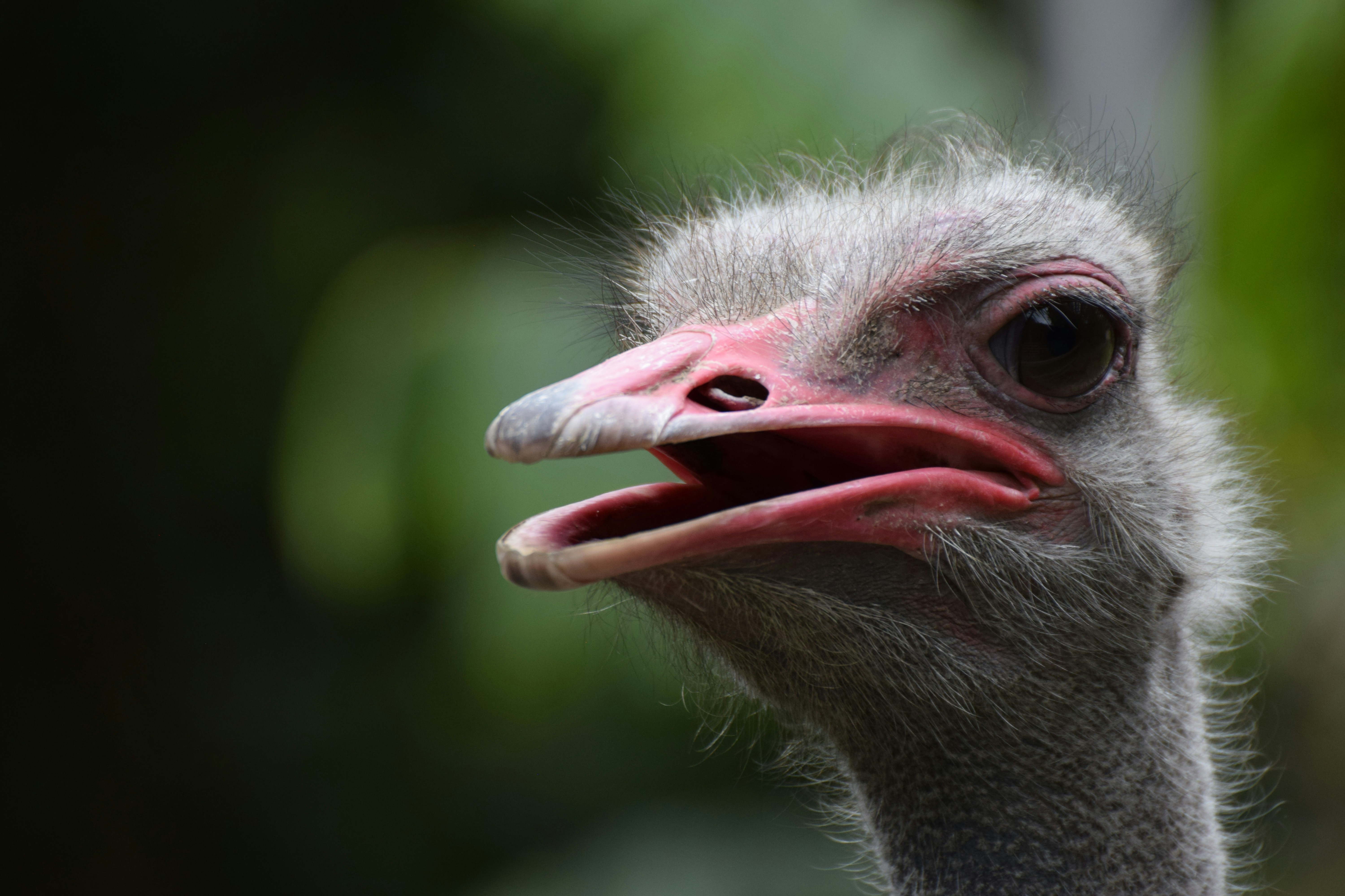 Ostrich head in tilt shift lens photo – Free Beak Image on Unsplash