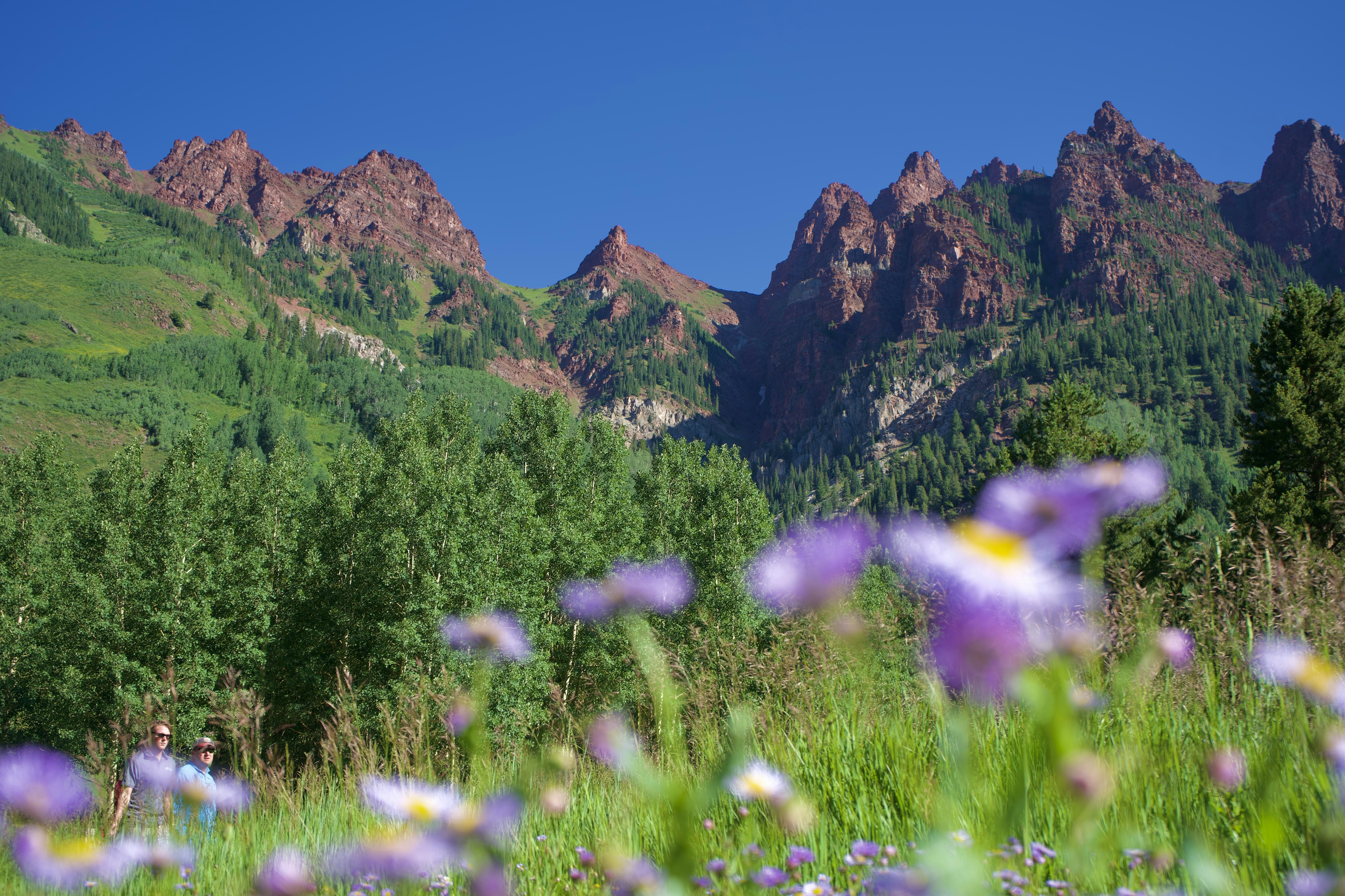 Vibrant wildflowers in the foreground contrast against rugged mountain peaks under a clear blue sky.