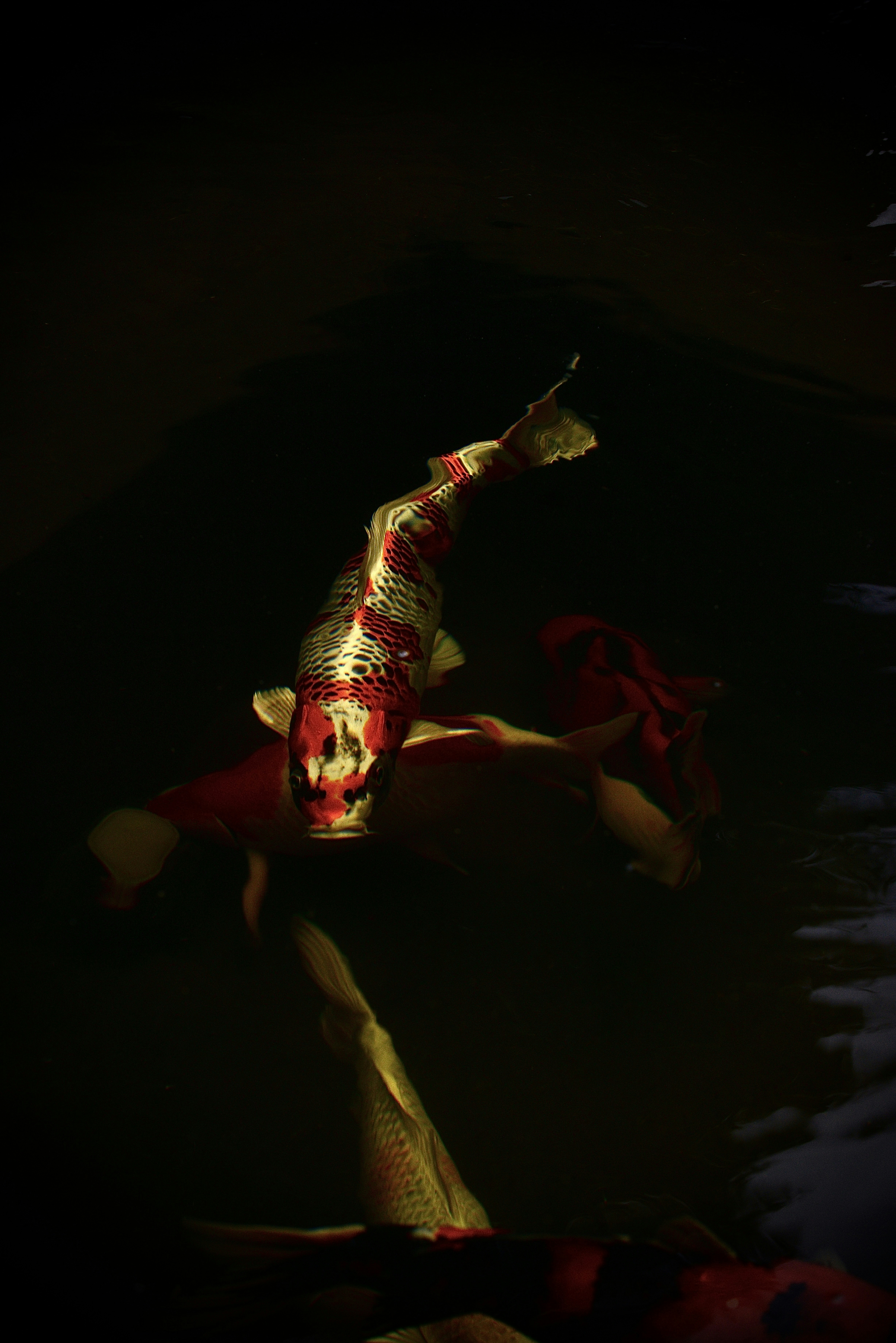 Moonlit Koi: A Gold-and-Scarlet Swirl in Velvet Water