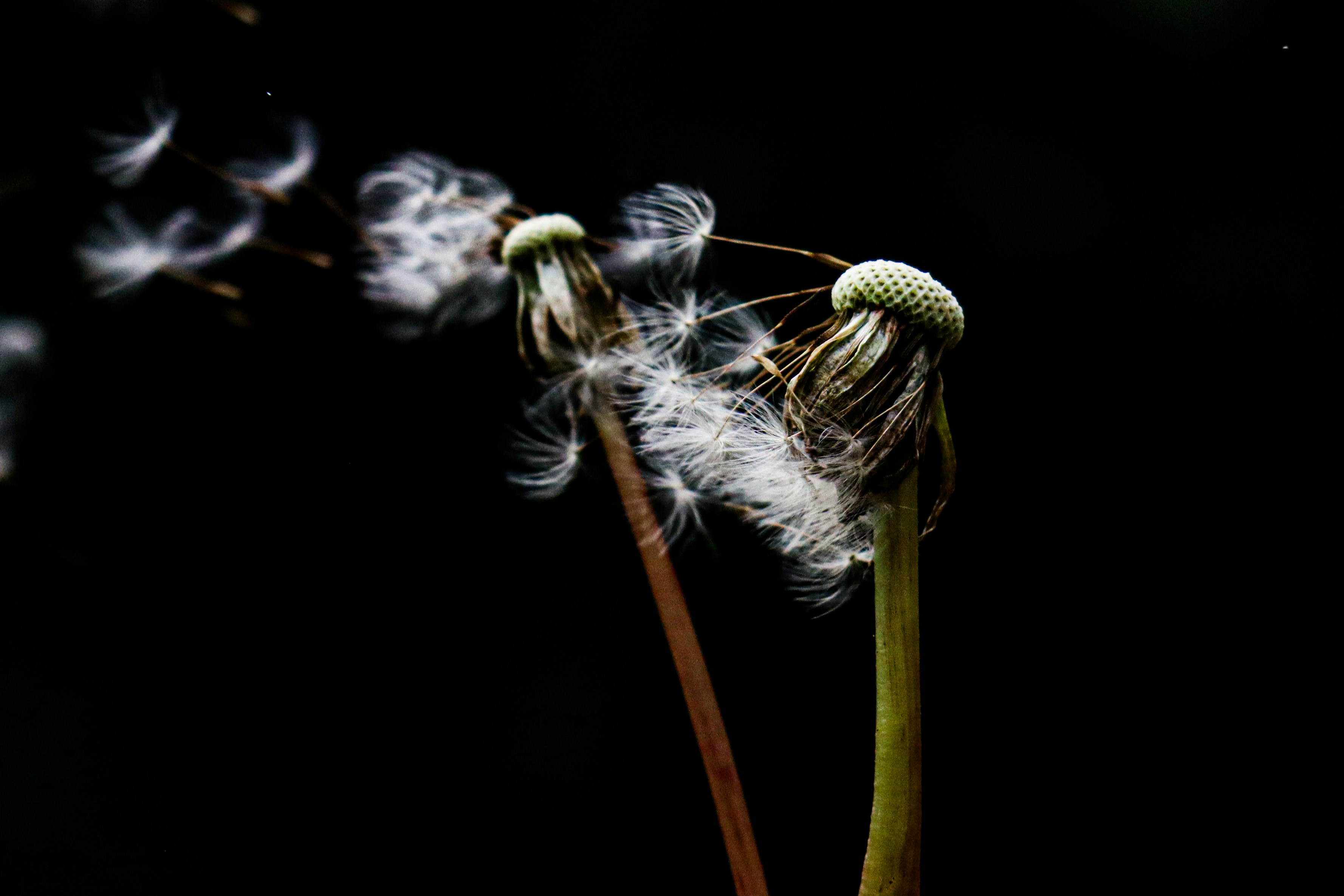 Dandelion seed heads releasing their delicate seeds into the air against a dark background.