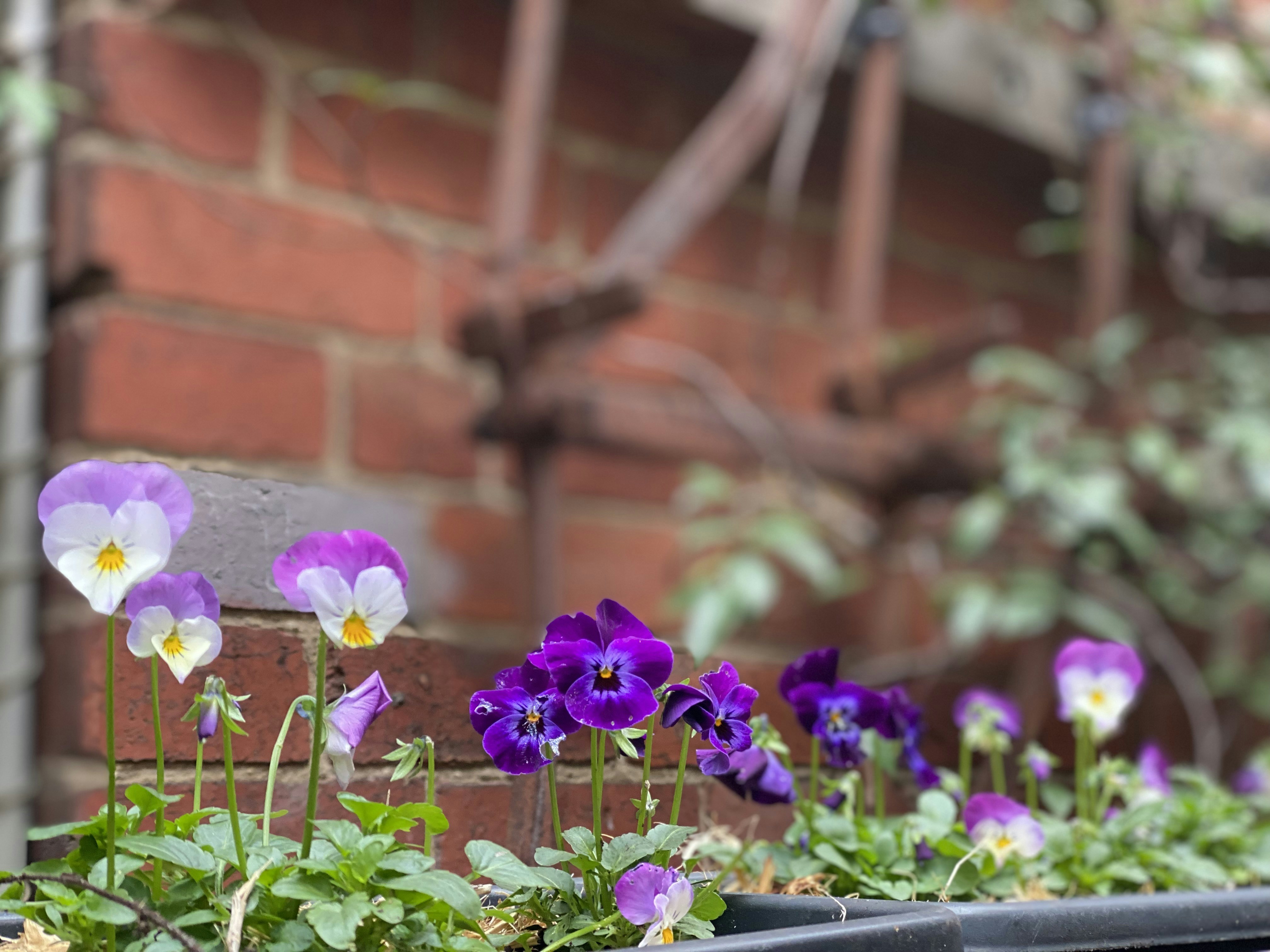 Pansy Parade Along a Brick Threshold