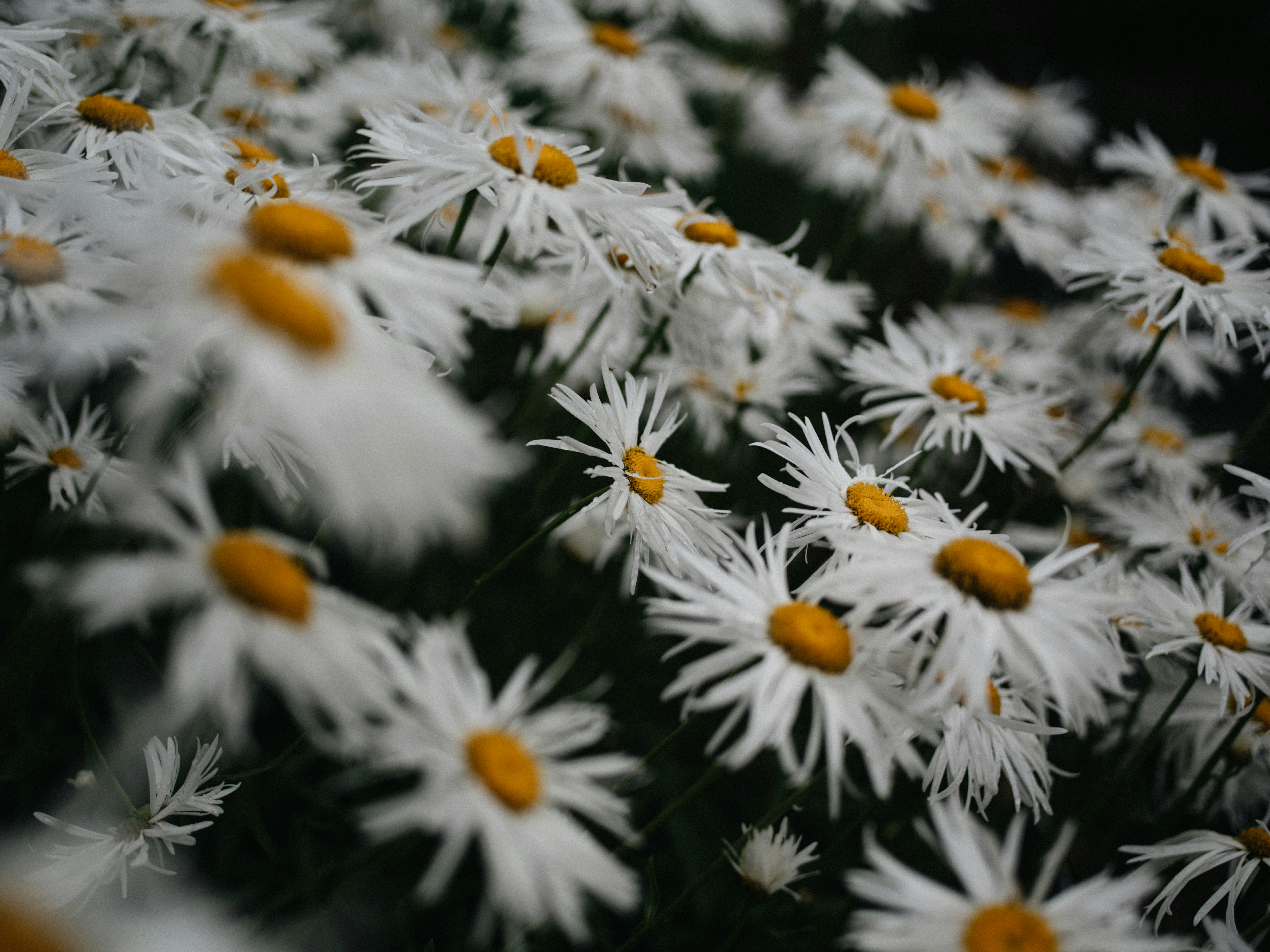 Petals in Focus: Close-Up of Daisies with Golden Centers