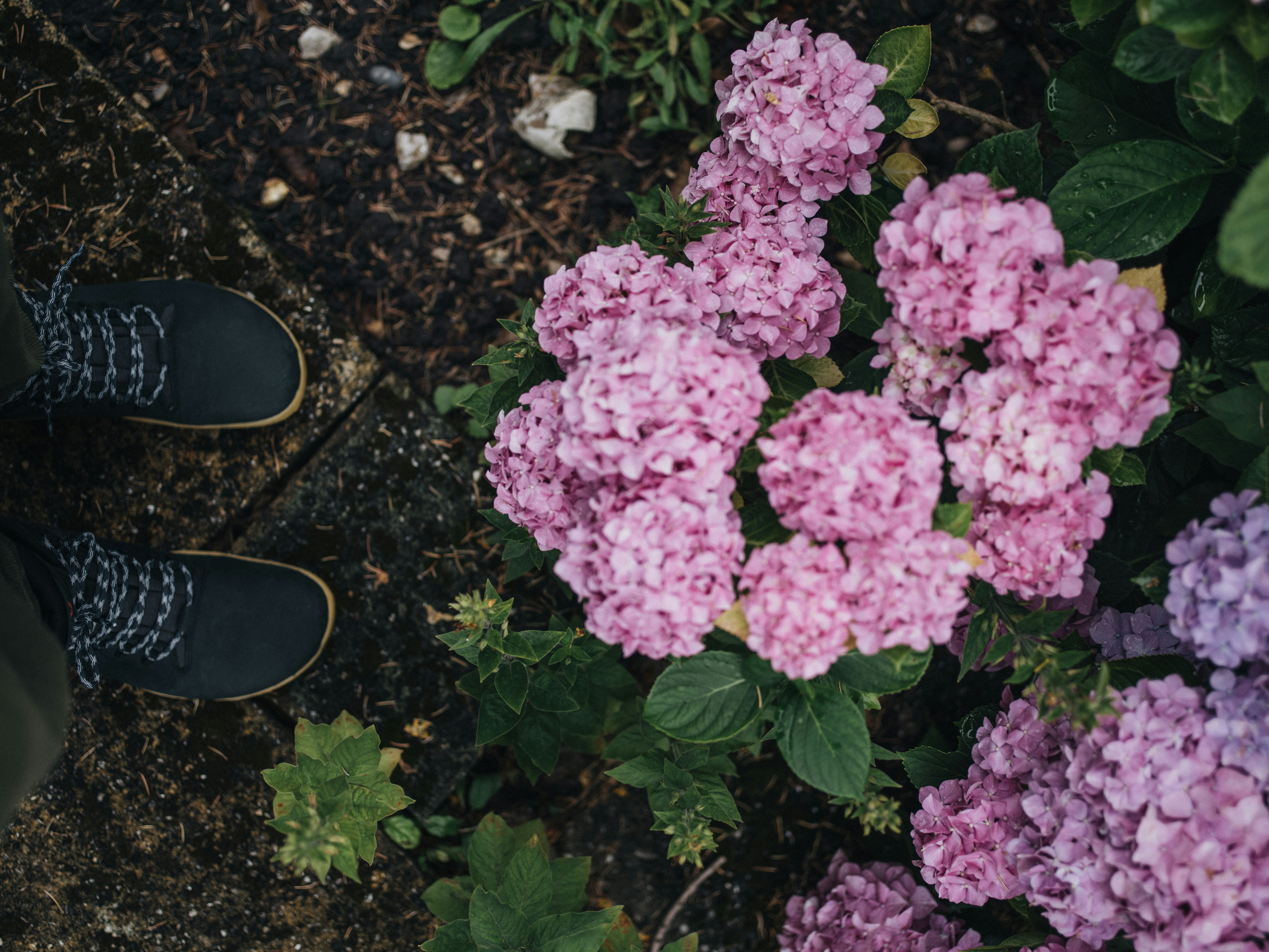 A close-up view of vibrant pink hydrangeas alongside a pair of dark shoes, highlighting the beauty of floral life at ground level.