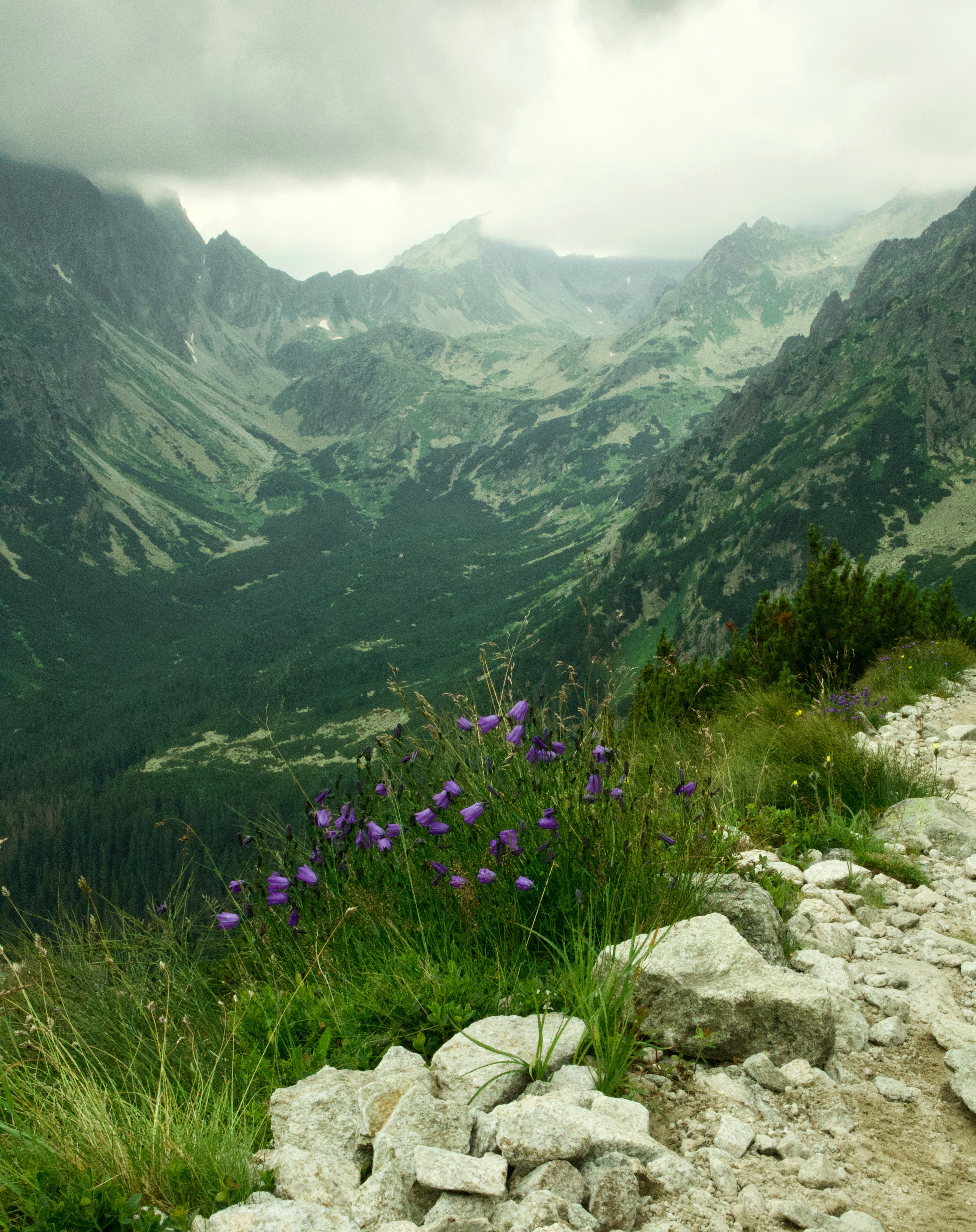 Lush mountainside with vibrant purple flowers and a rocky path leading into a deep valley shrouded in mist. 
