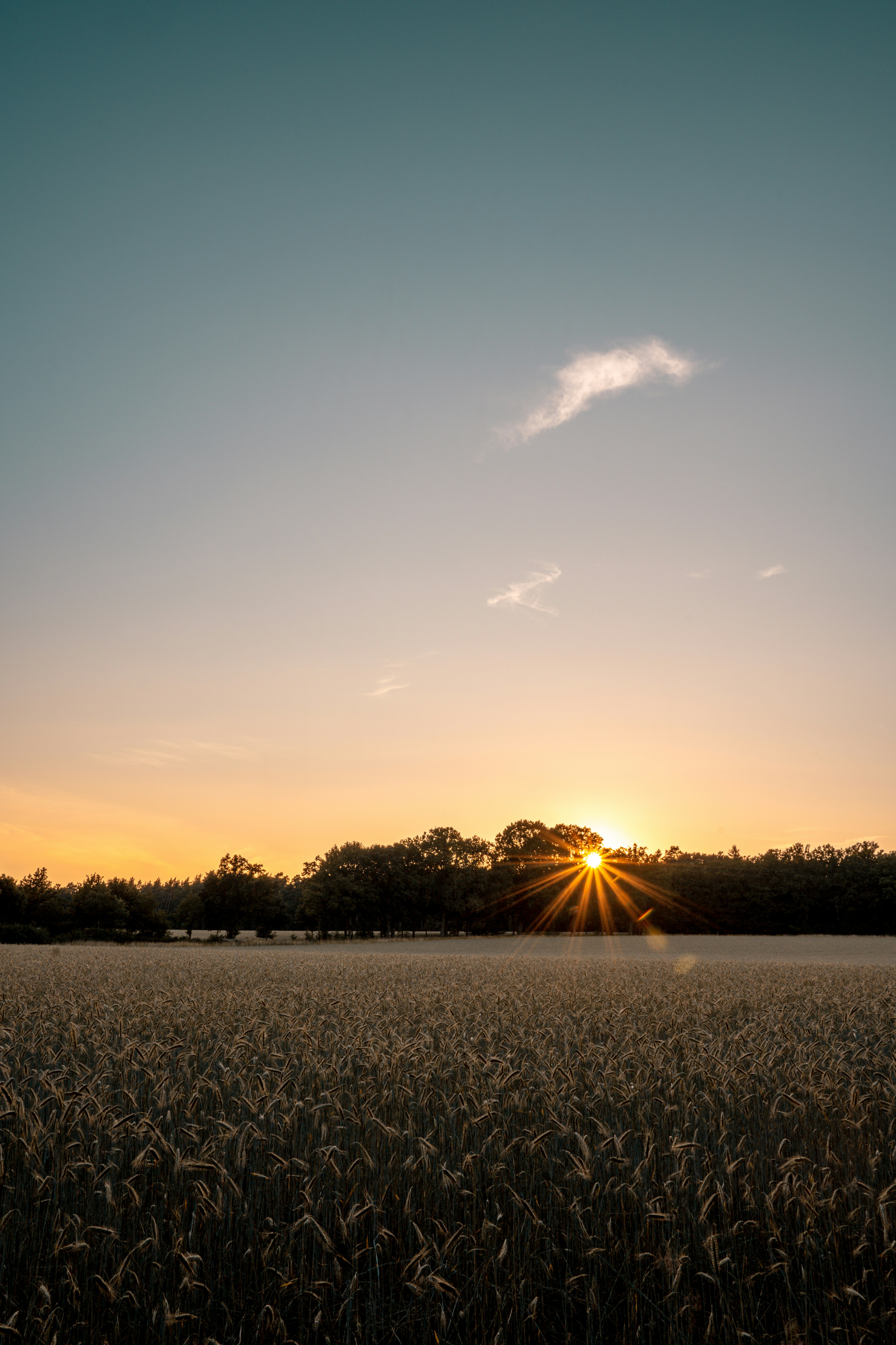 Low Field Sunrise: Sunburst Over Wheat with a Horizon of Trees