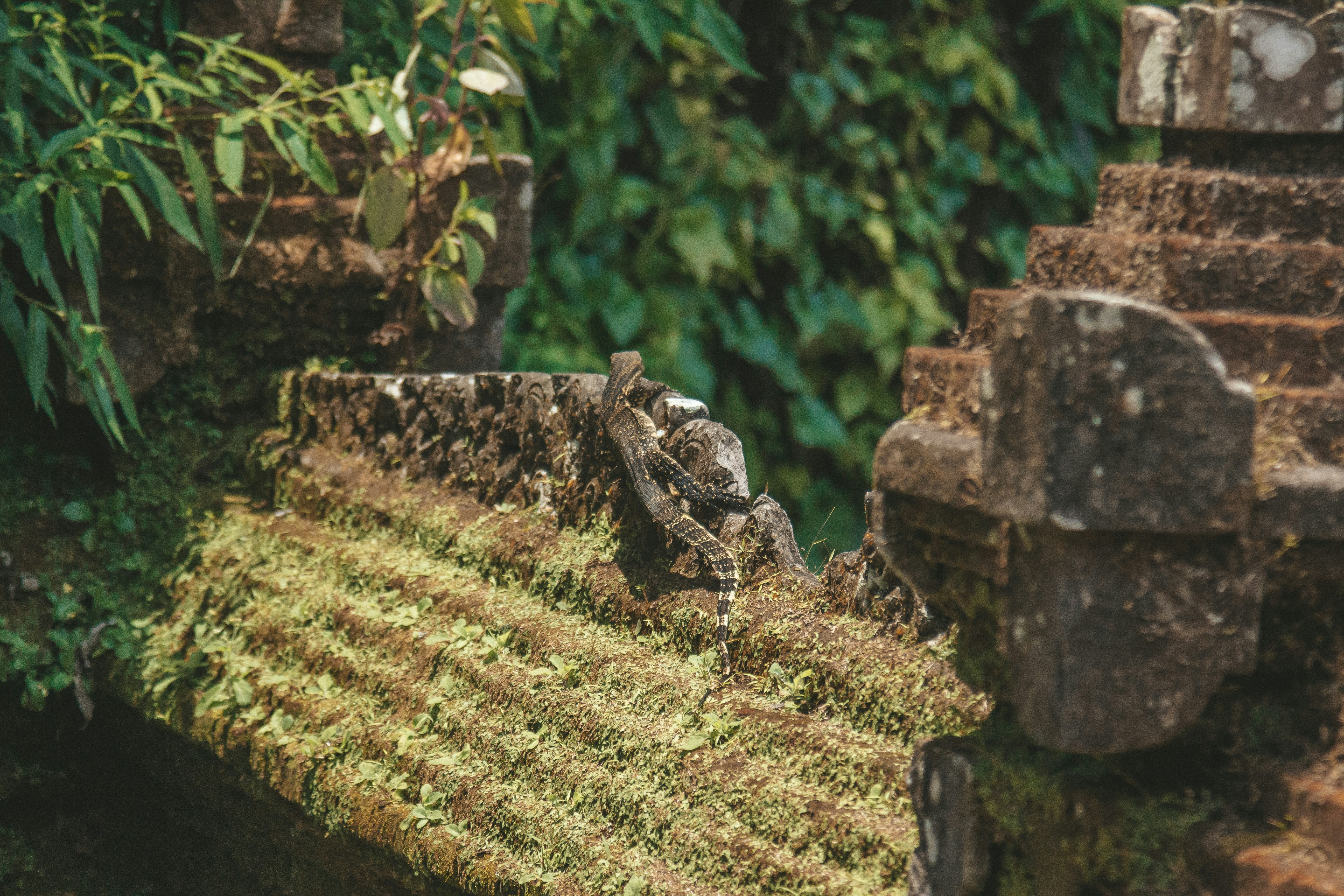 A snake rests on an ancient, moss-covered stone structure, surrounded by lush greenery, evoking a sense of mystery and tranquility.